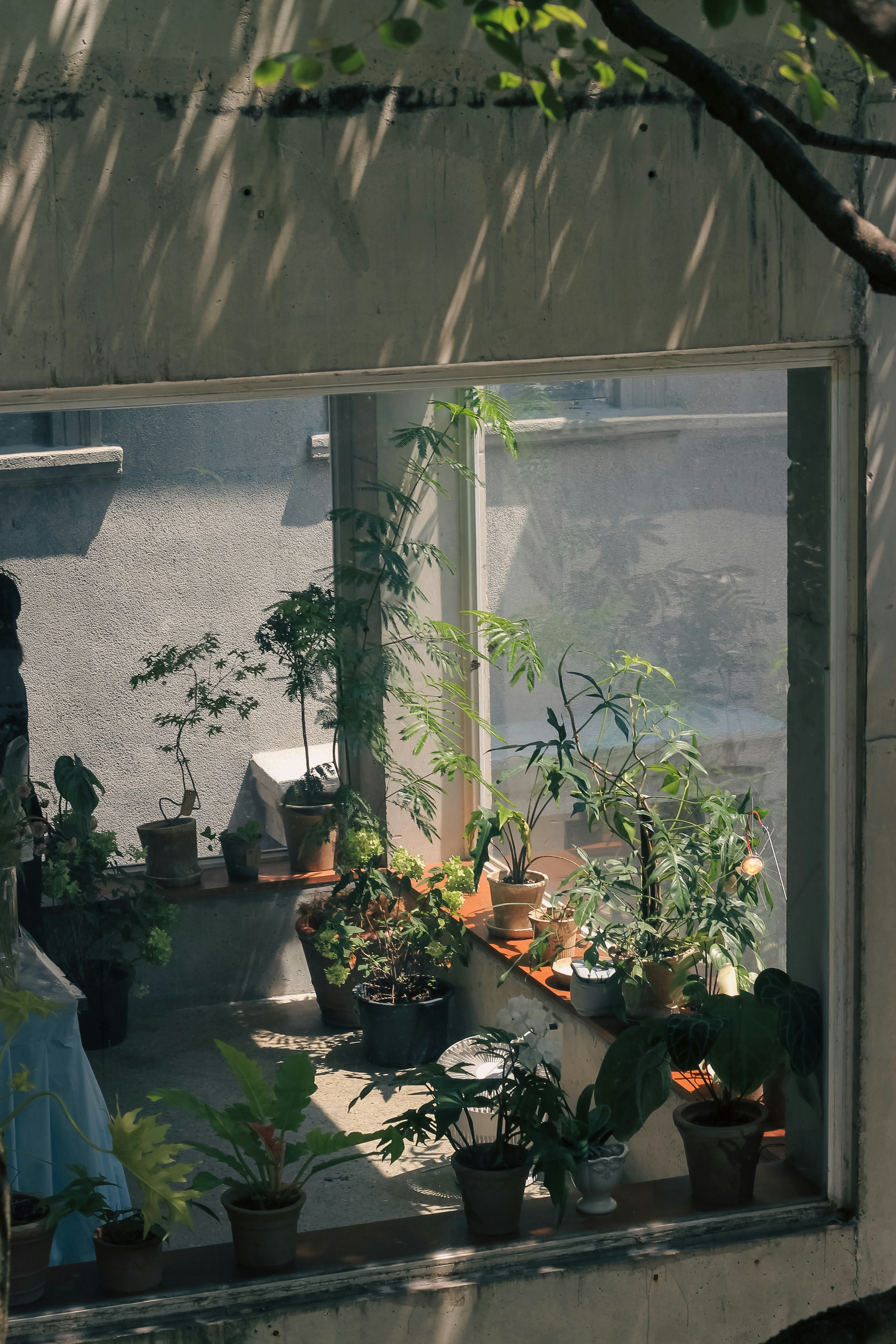 Potted plants displayed on a windowsill behind glass.
