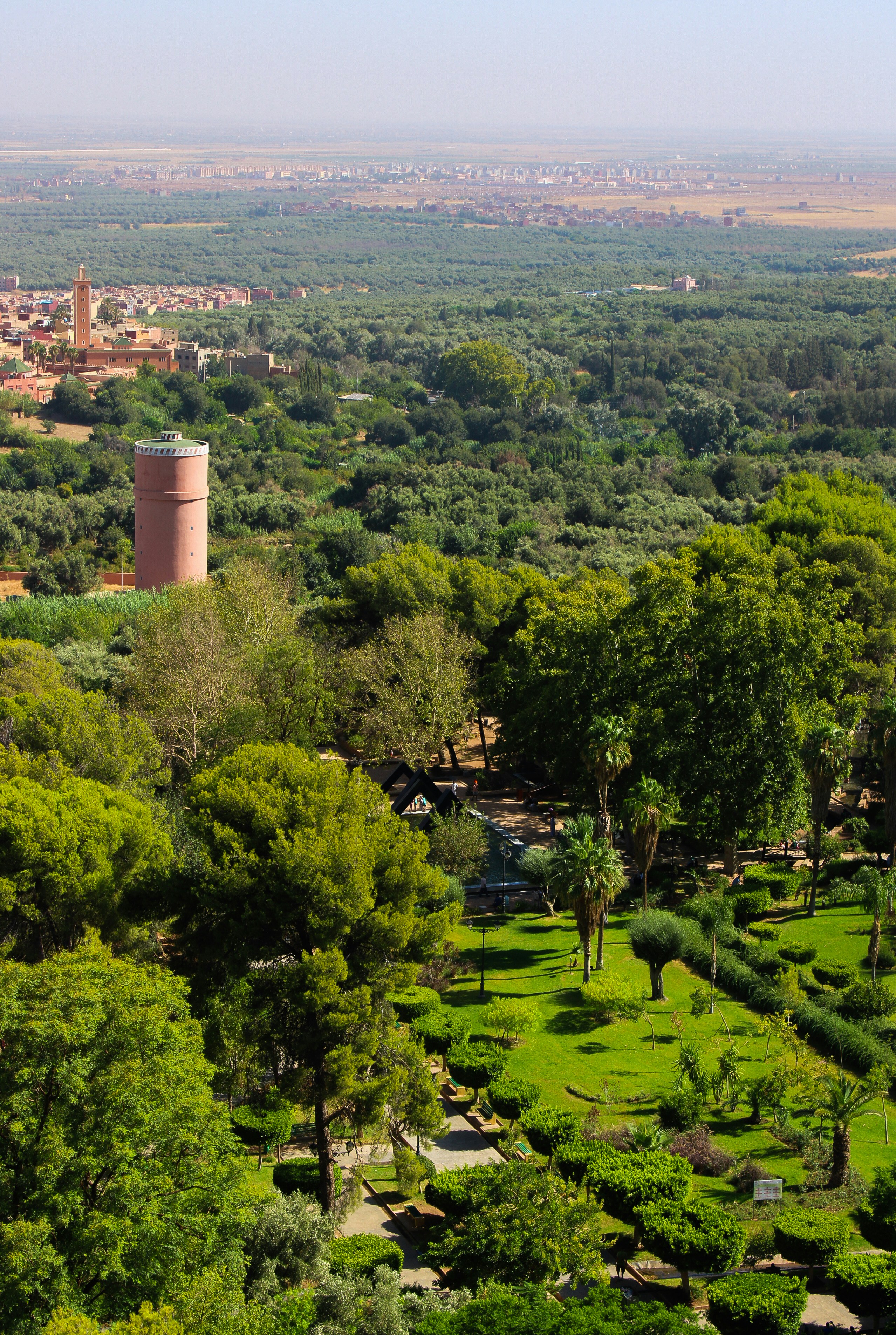 Verdant Tapestry: A Low-Angle View Over an Olive-Greened Vale