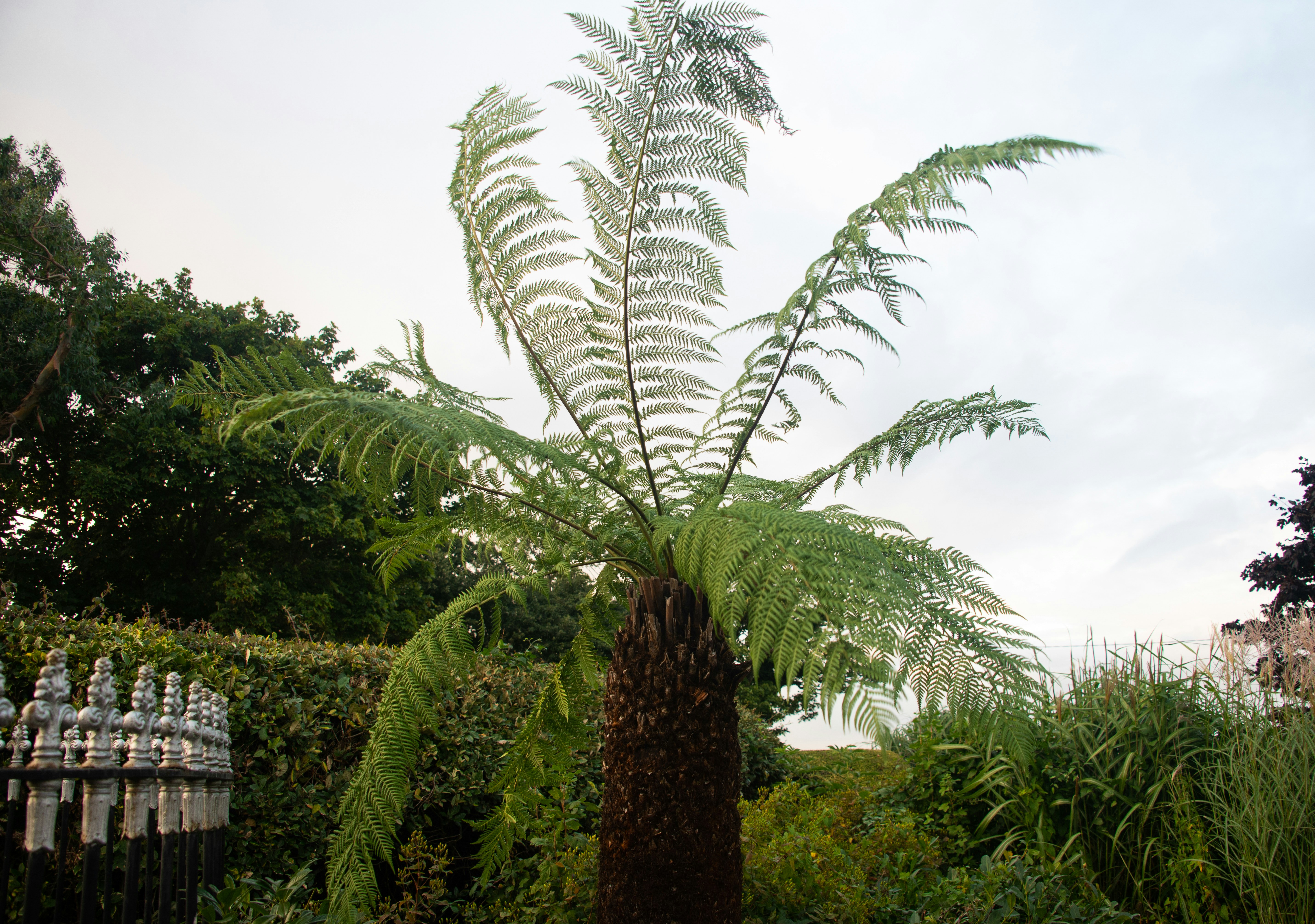 Majestic Fern: Nature's Green Canopy