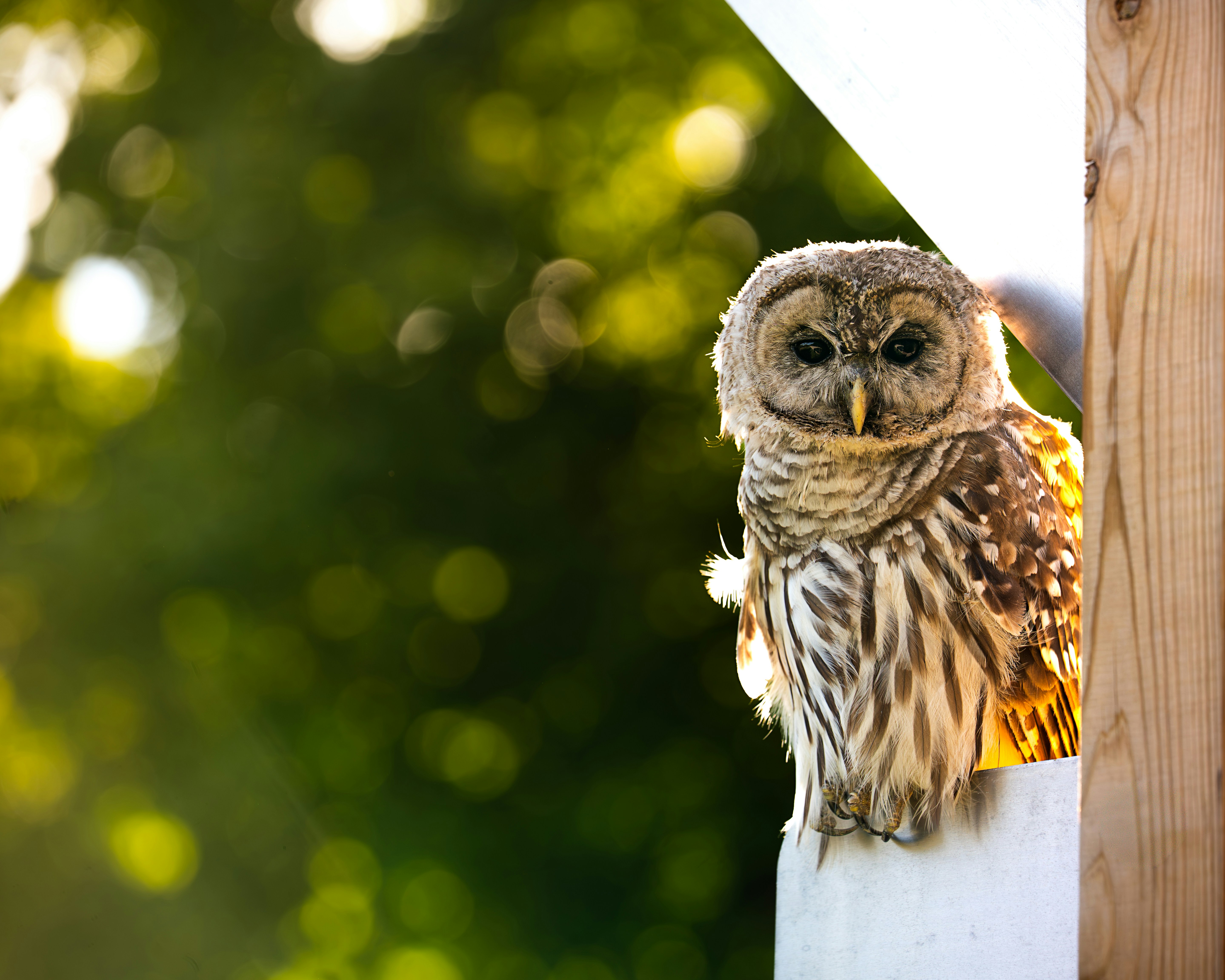 Barred owl perched calmly on a wooden post, surrounded by a soft, blurred green background. The owl's feathers display intricate patterns and textures.