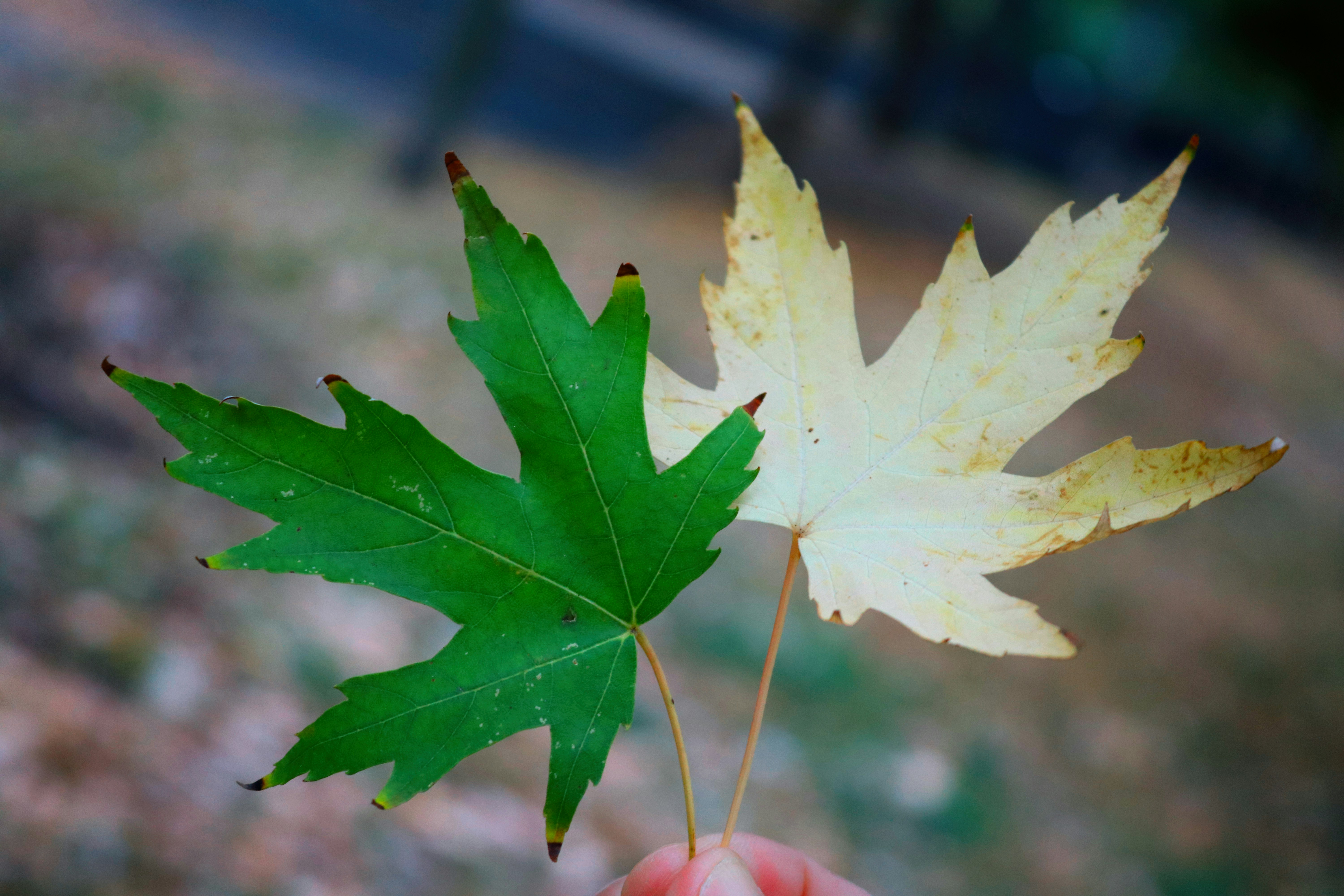 Two maple leaves, one green and one yellow