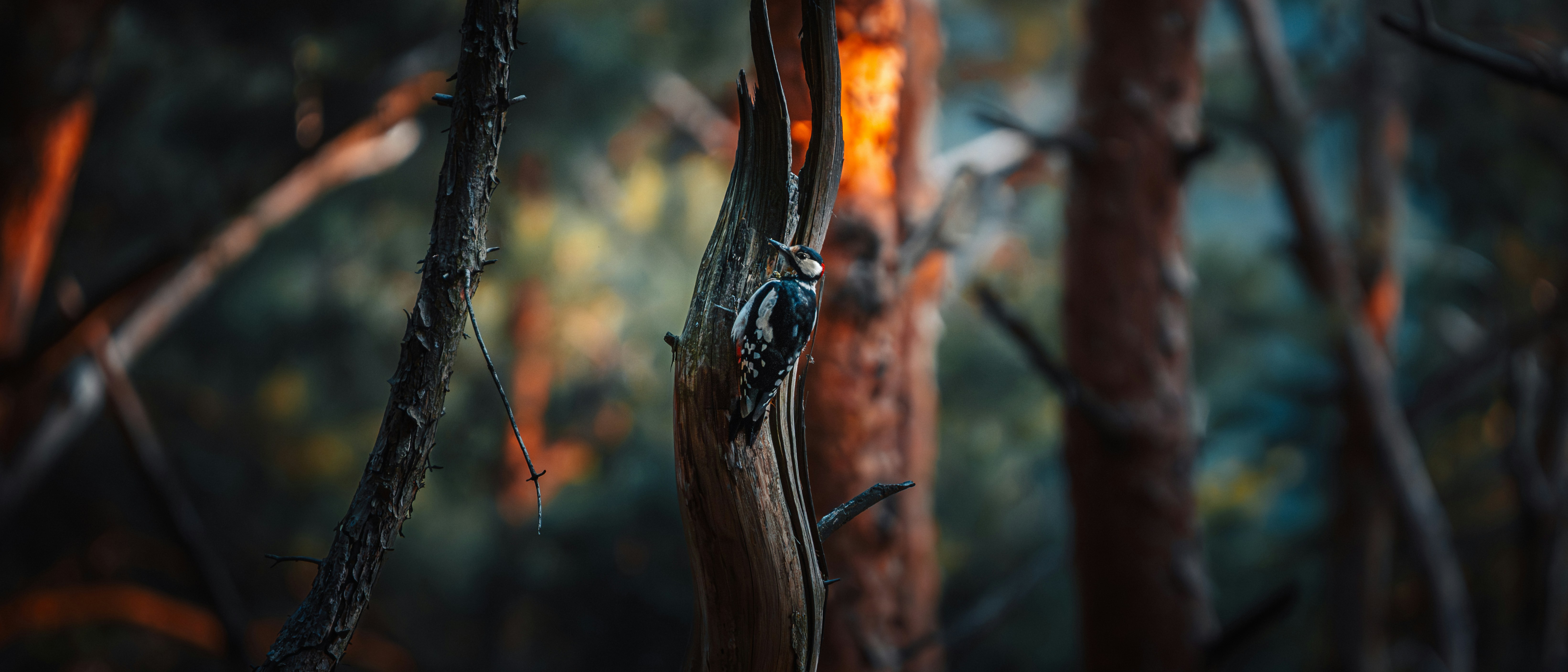 Whispers of the Forest: A Woodpecker's Solitude
