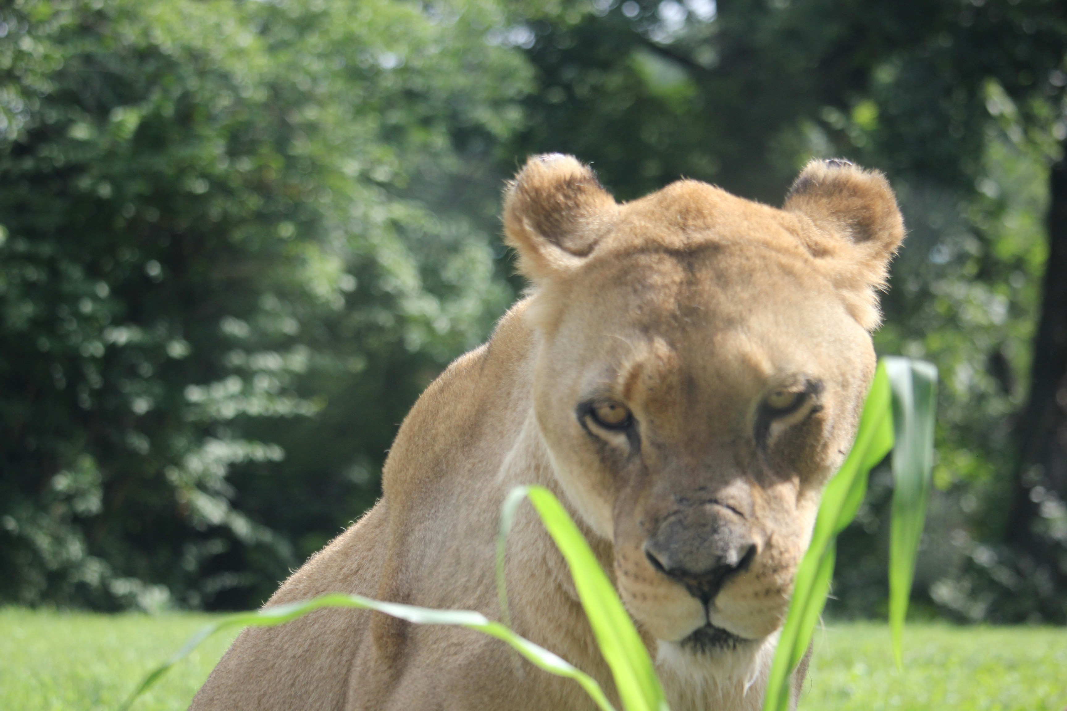 A lioness looks intently through tall grass. photo – Free Zoo Image on ...