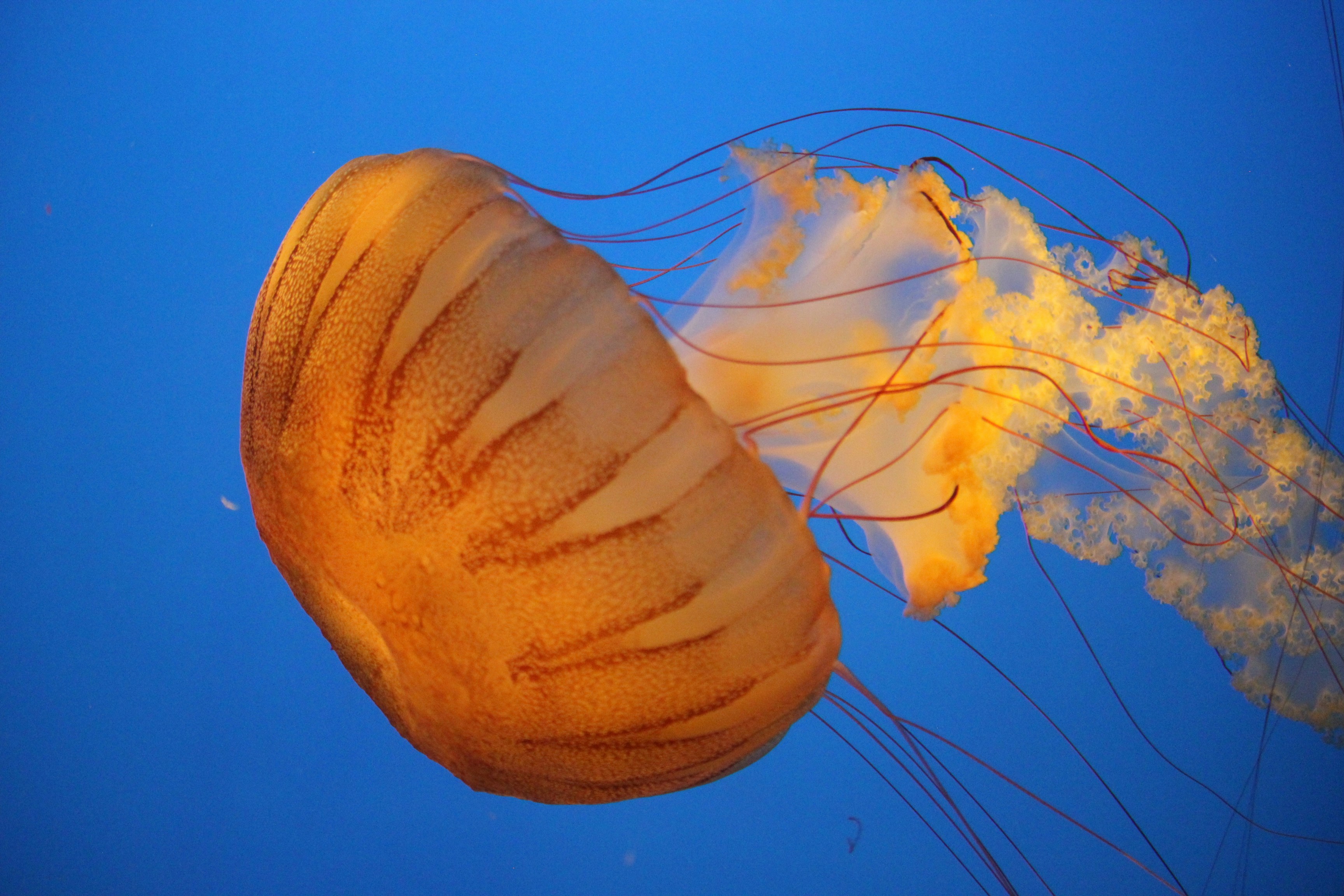 Sea Nettle | A large orange jellyfish floats in blue water