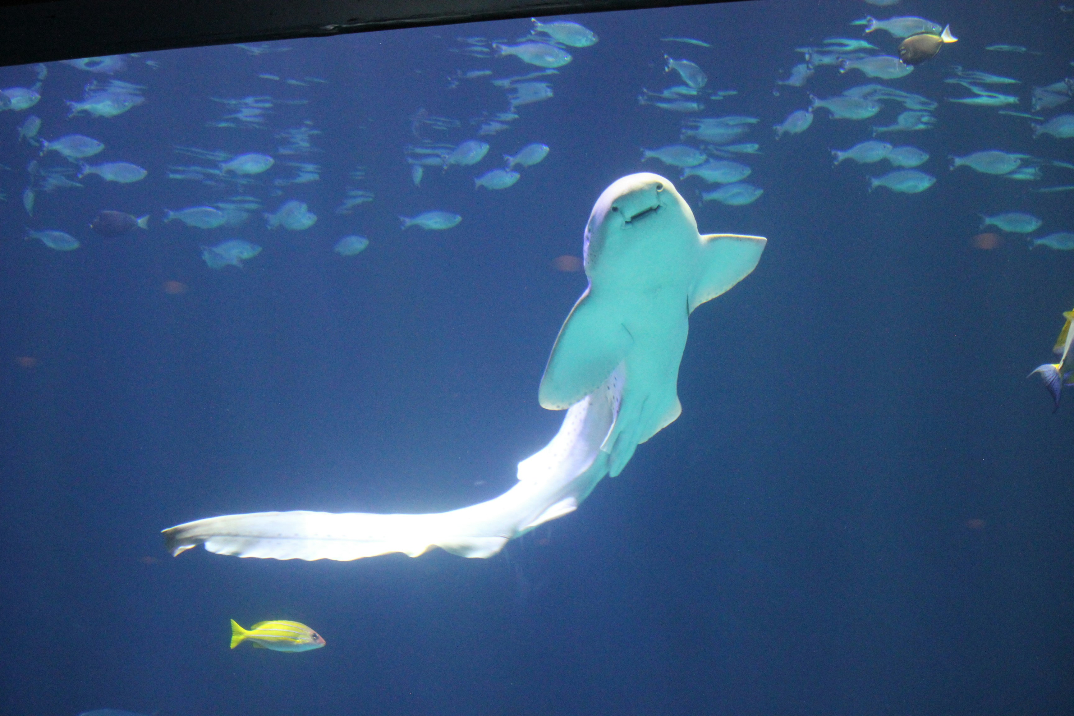 Zebra Shark | A shark swims in a deep blue ocean with small fish.