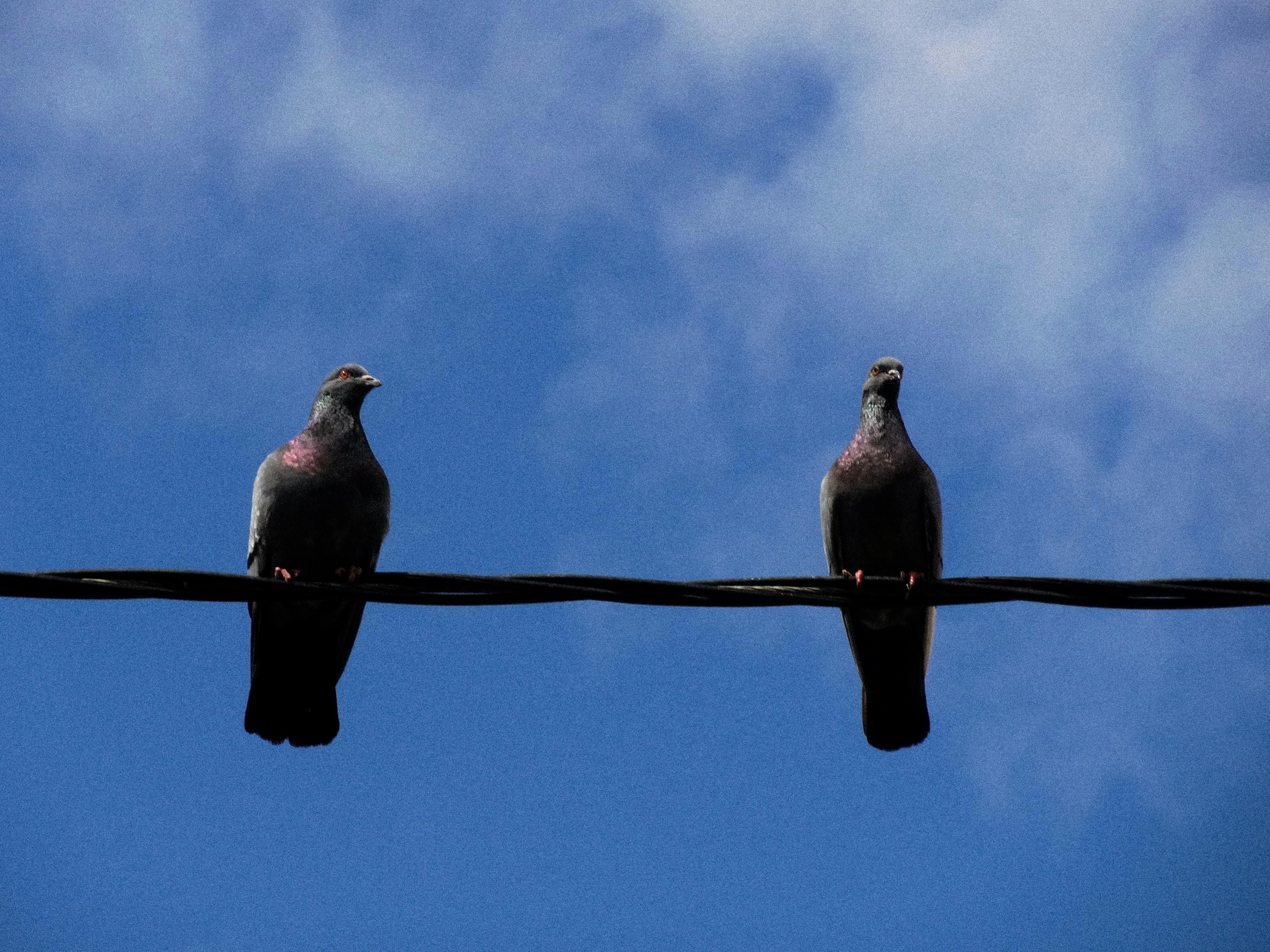 Two pigeons perched on a wire against the sky