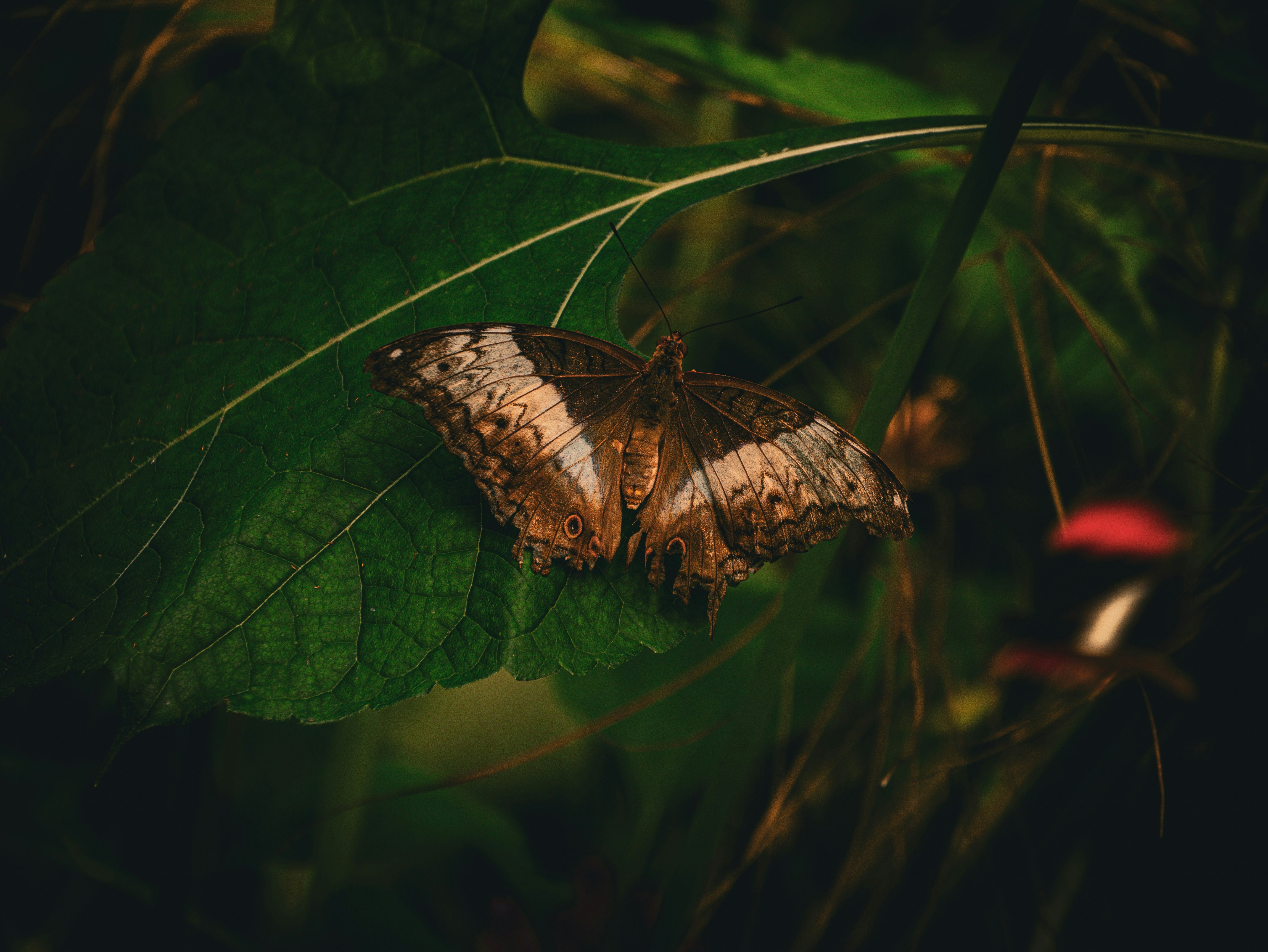 Whispers of Nature: The Butterfly's Rest