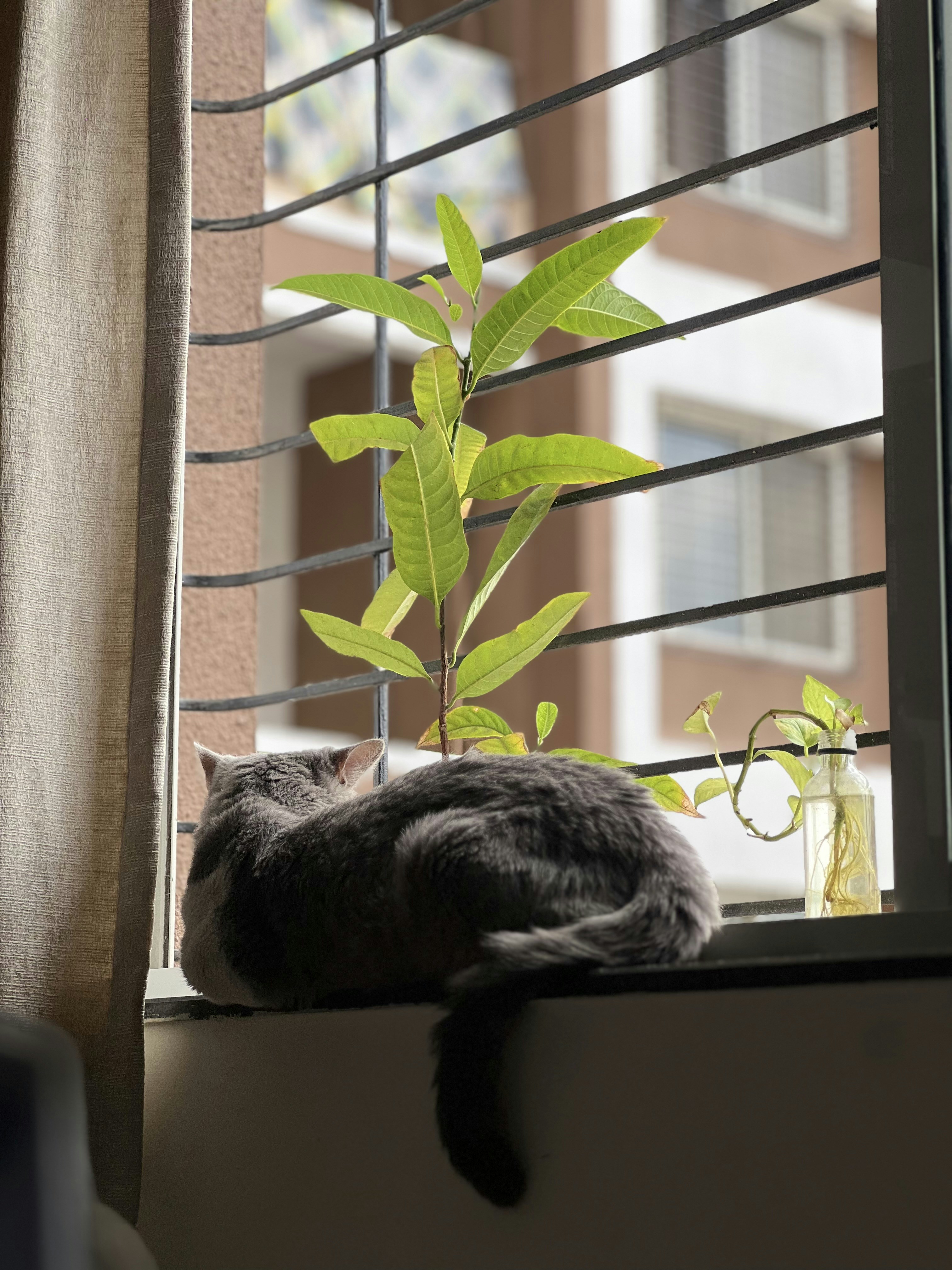 Serenity in a Sunlit Nook