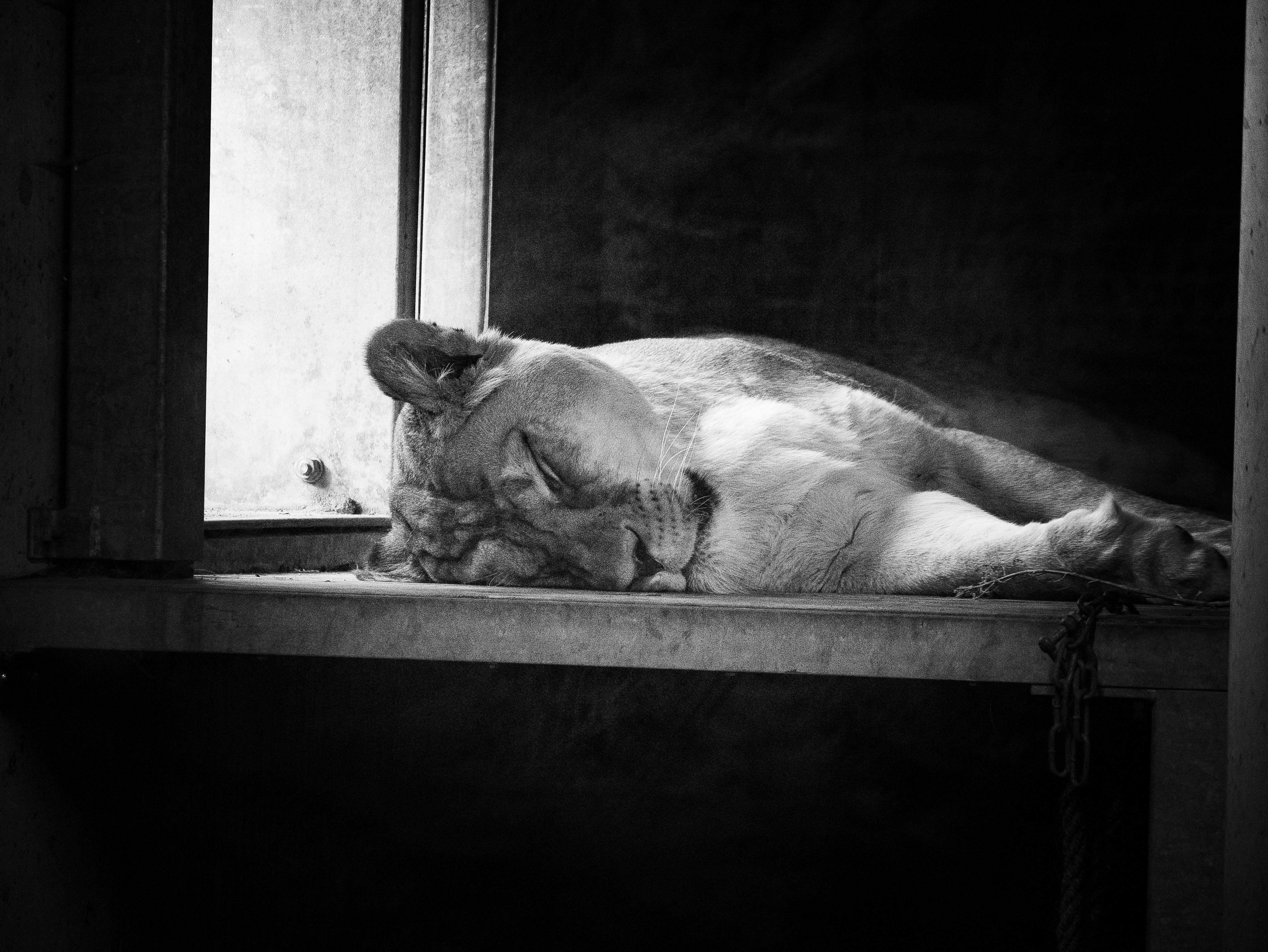 Serenity in Slumber: The Resting Lioness