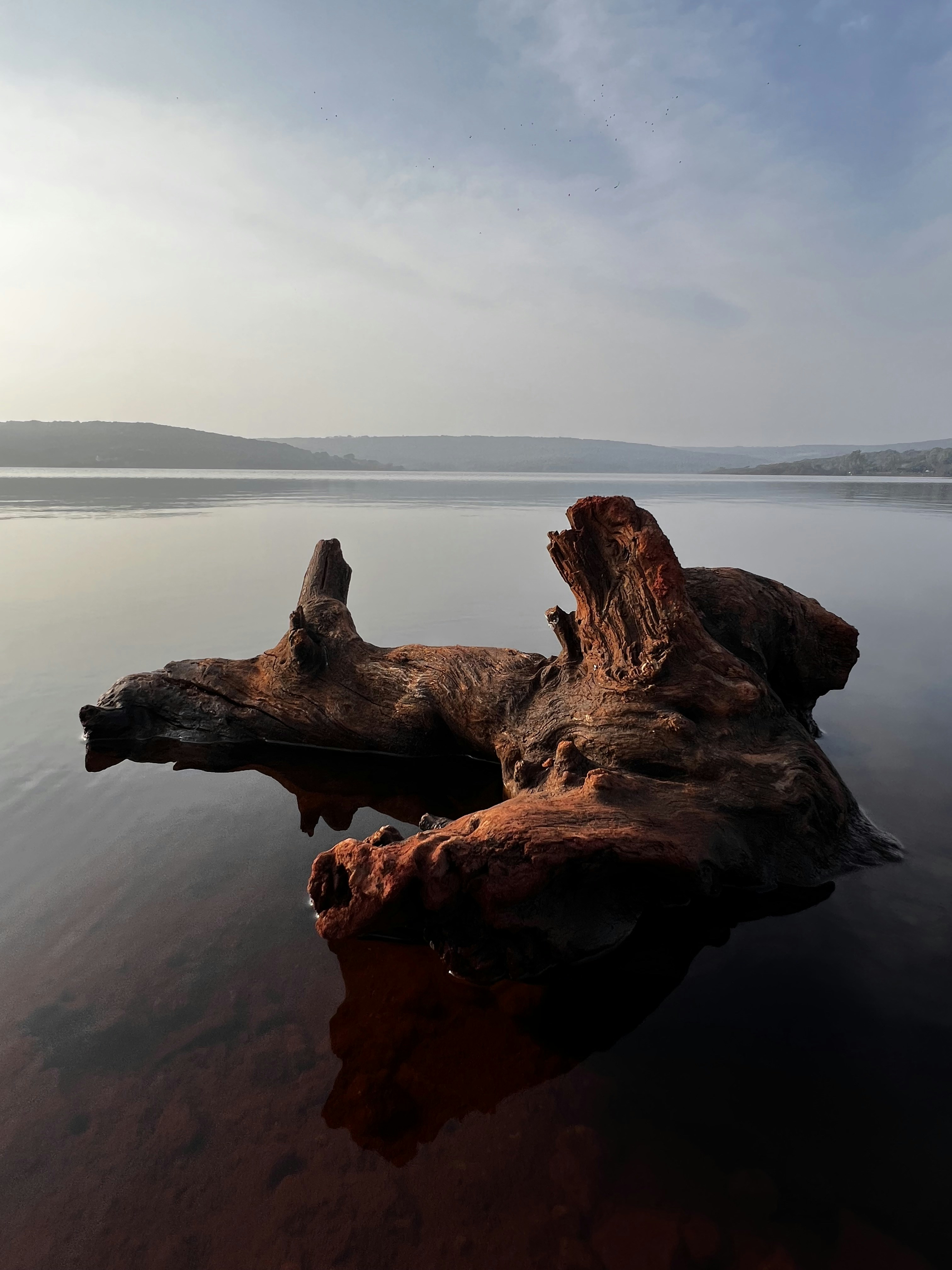 A lone log, a thousand reflections, and the calm of the backwaters. | Driftwood floats on calm water at sunrise