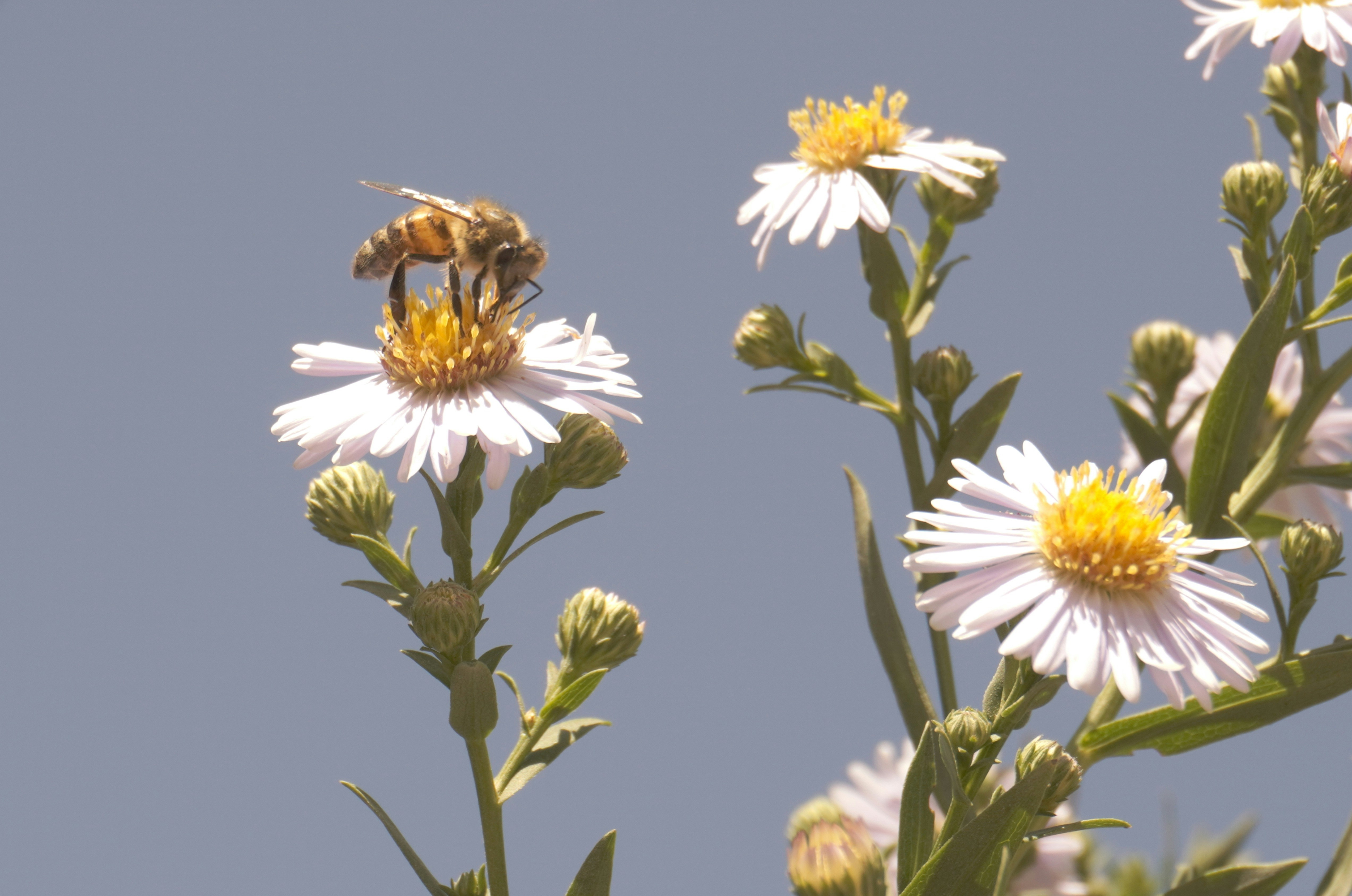 Pollinator's Dance: A Bee's Floral Journey