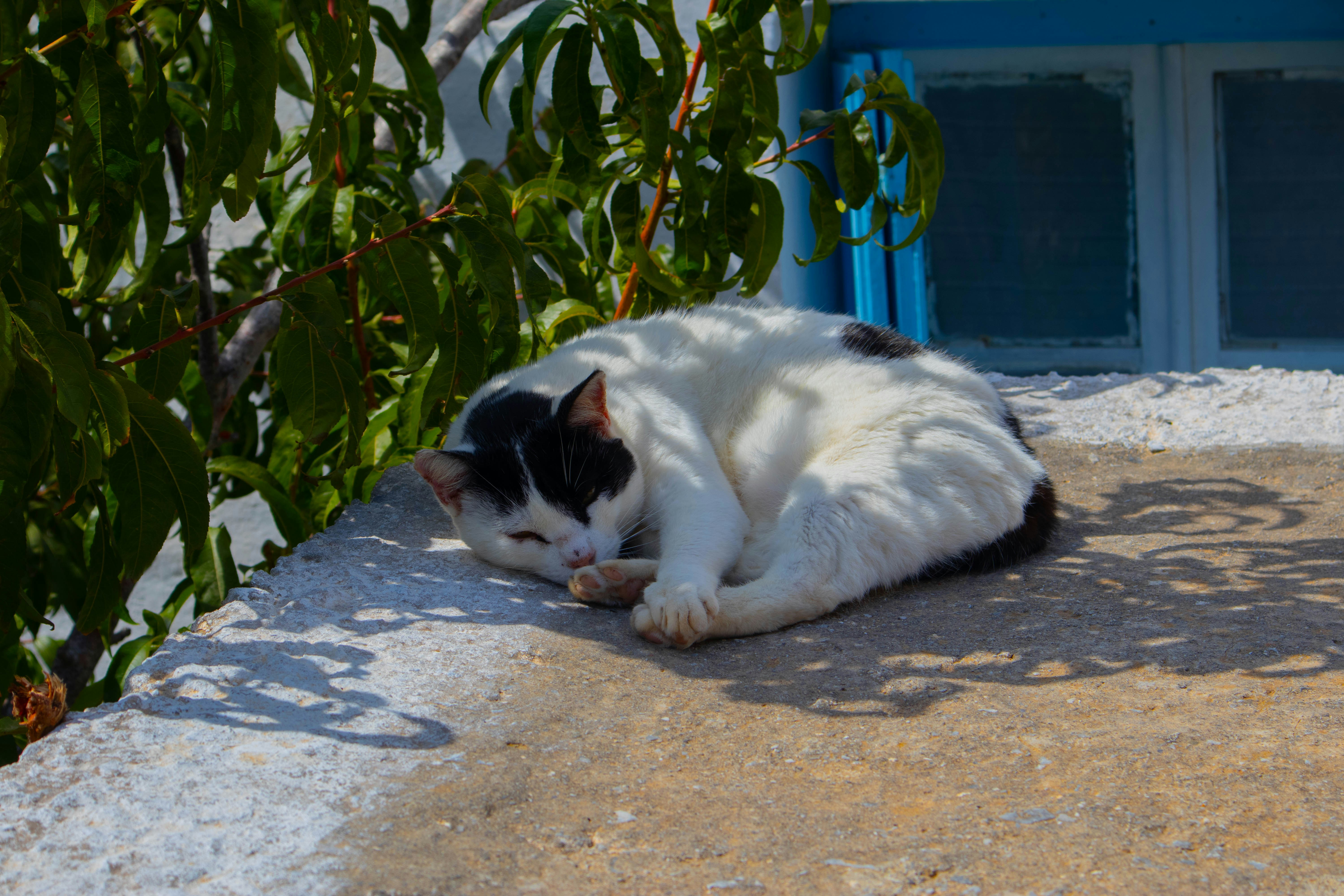 Serene Siesta on a Sunlit Ledge