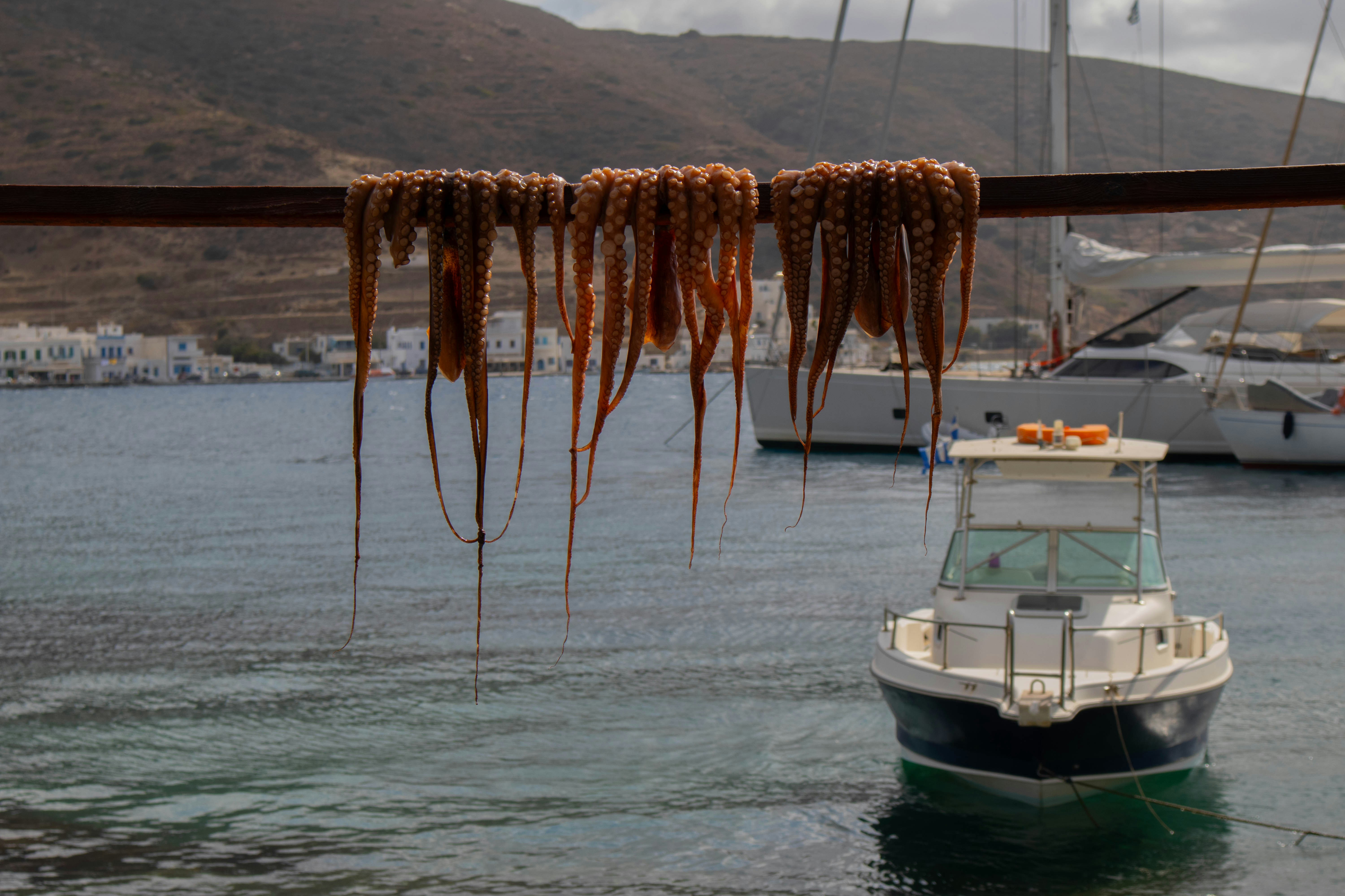 Seafood Tradition: Octopus on Display