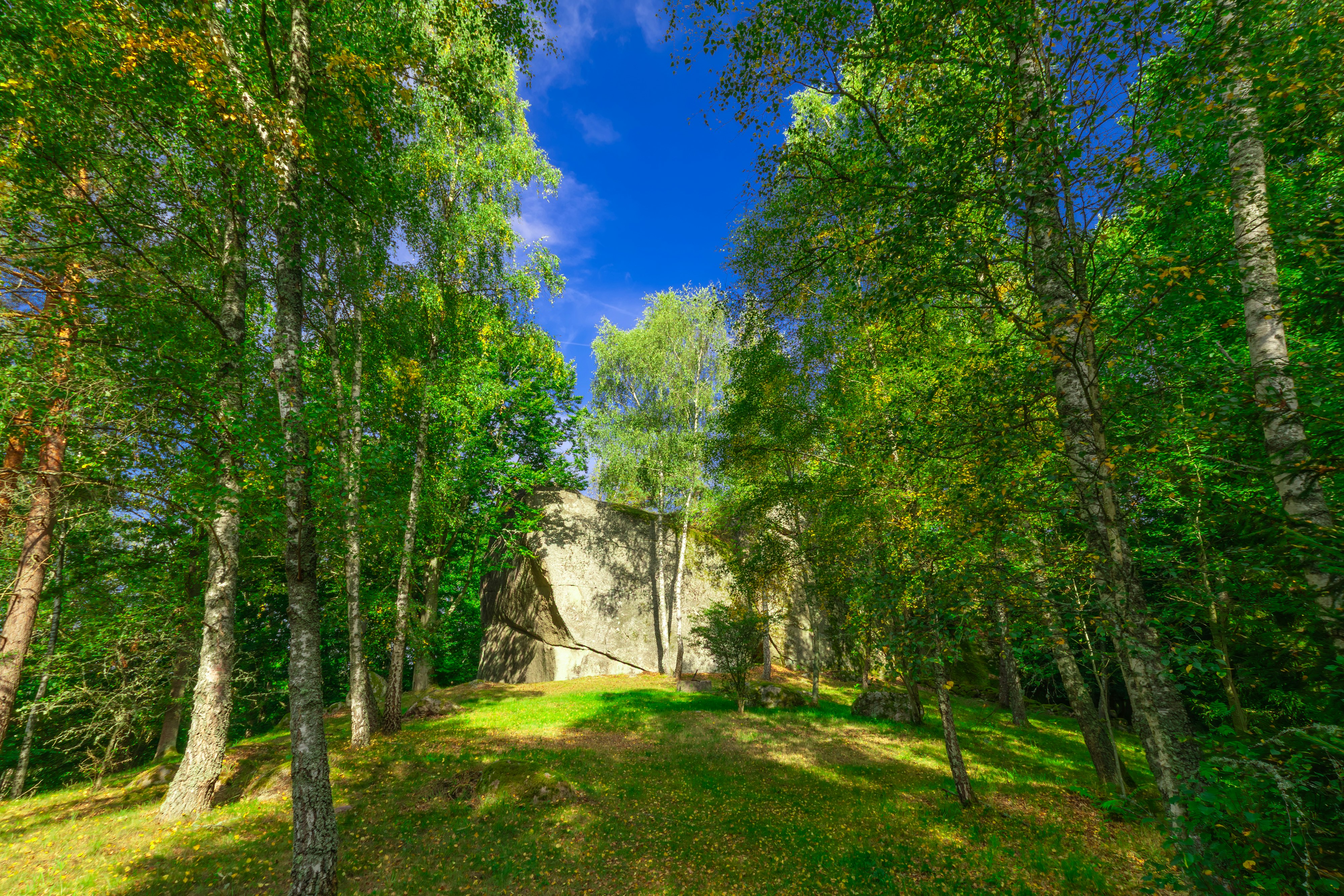 Whispers of the Forest: A Hidden Sanctuary