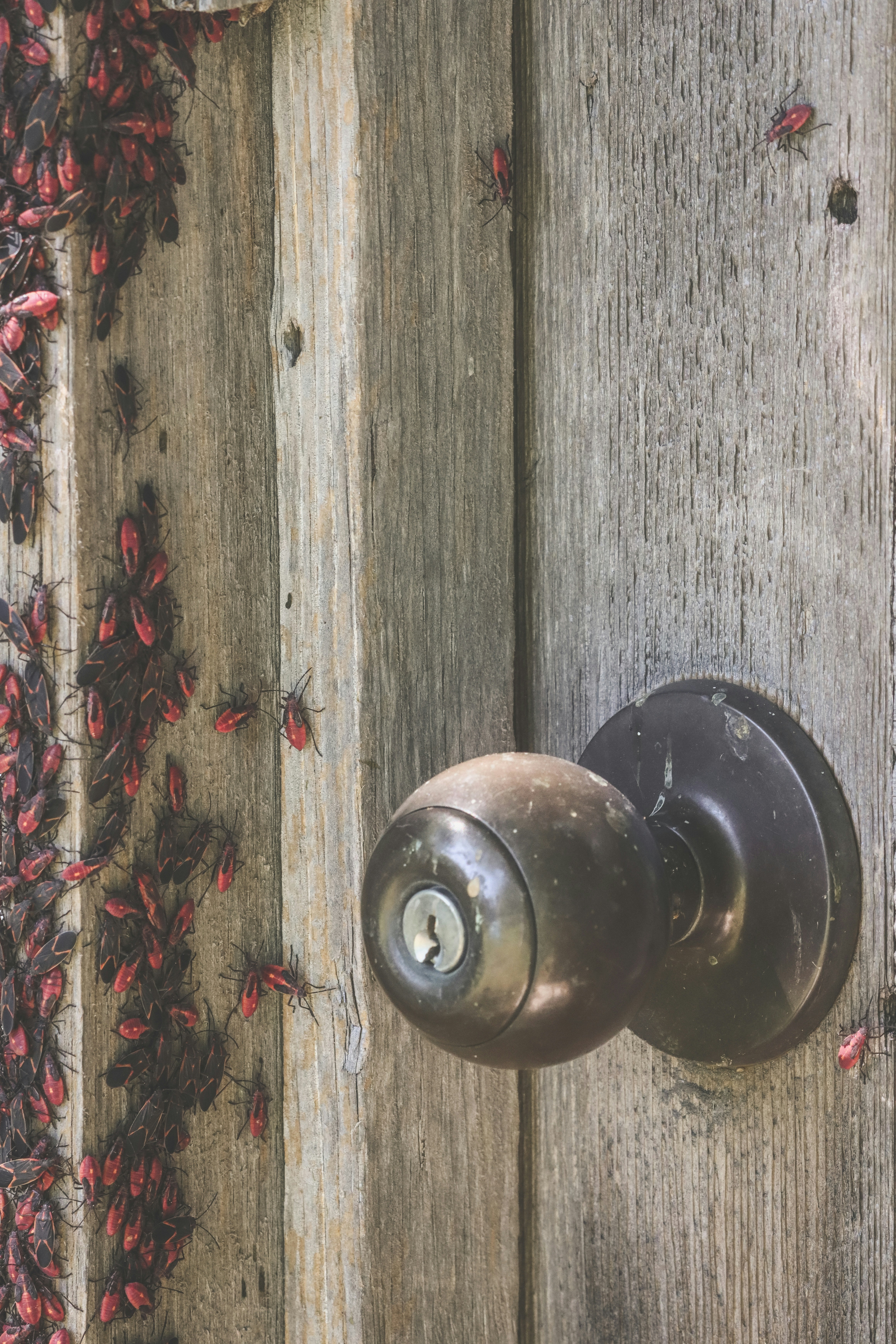 Threshold Imprint: Weathered Wood and the Brass Knob Framed by Crimson Seeds