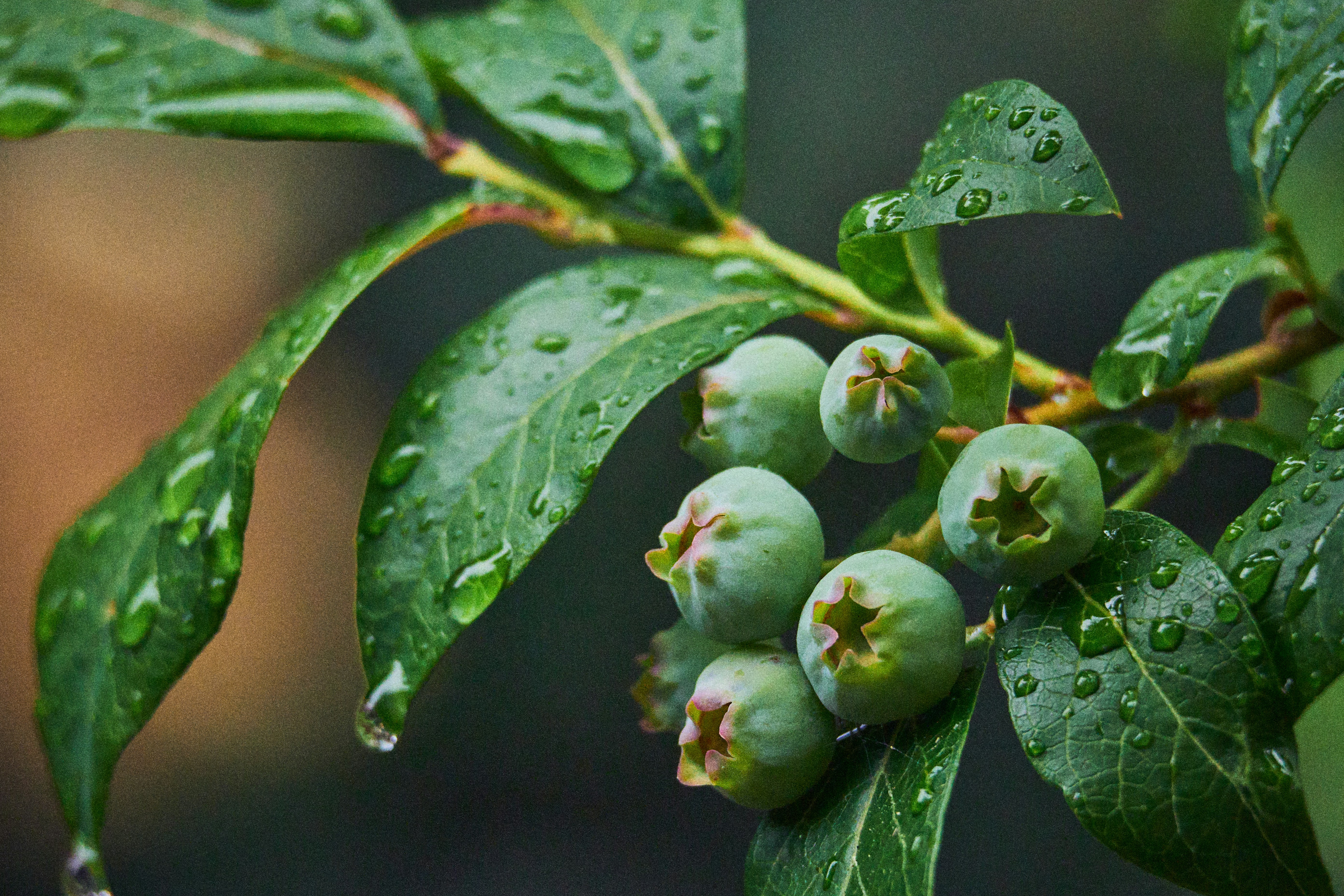 Nature's Jewel: The Blueberry Cluster