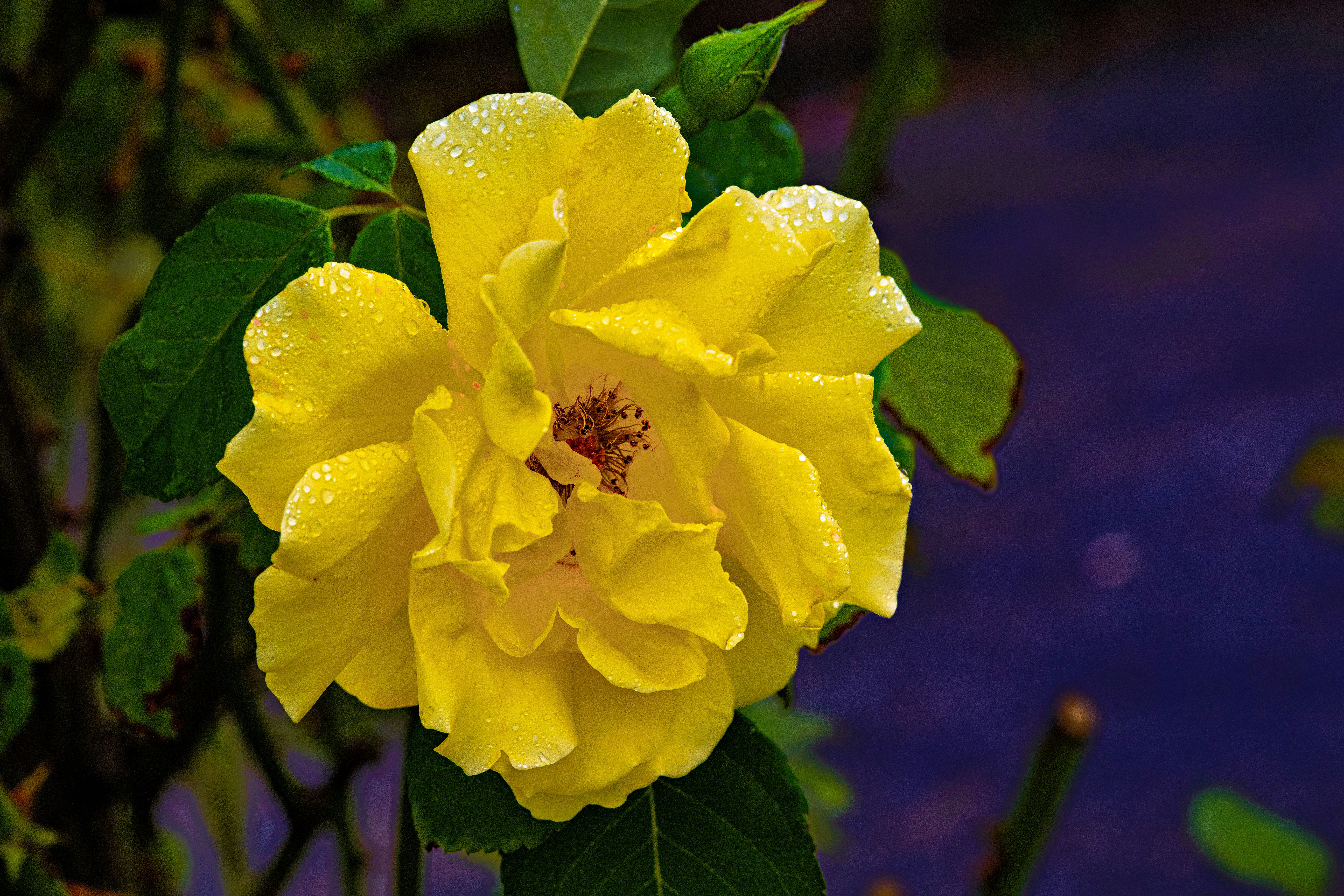 A vibrant yellow rose with dew drops.
