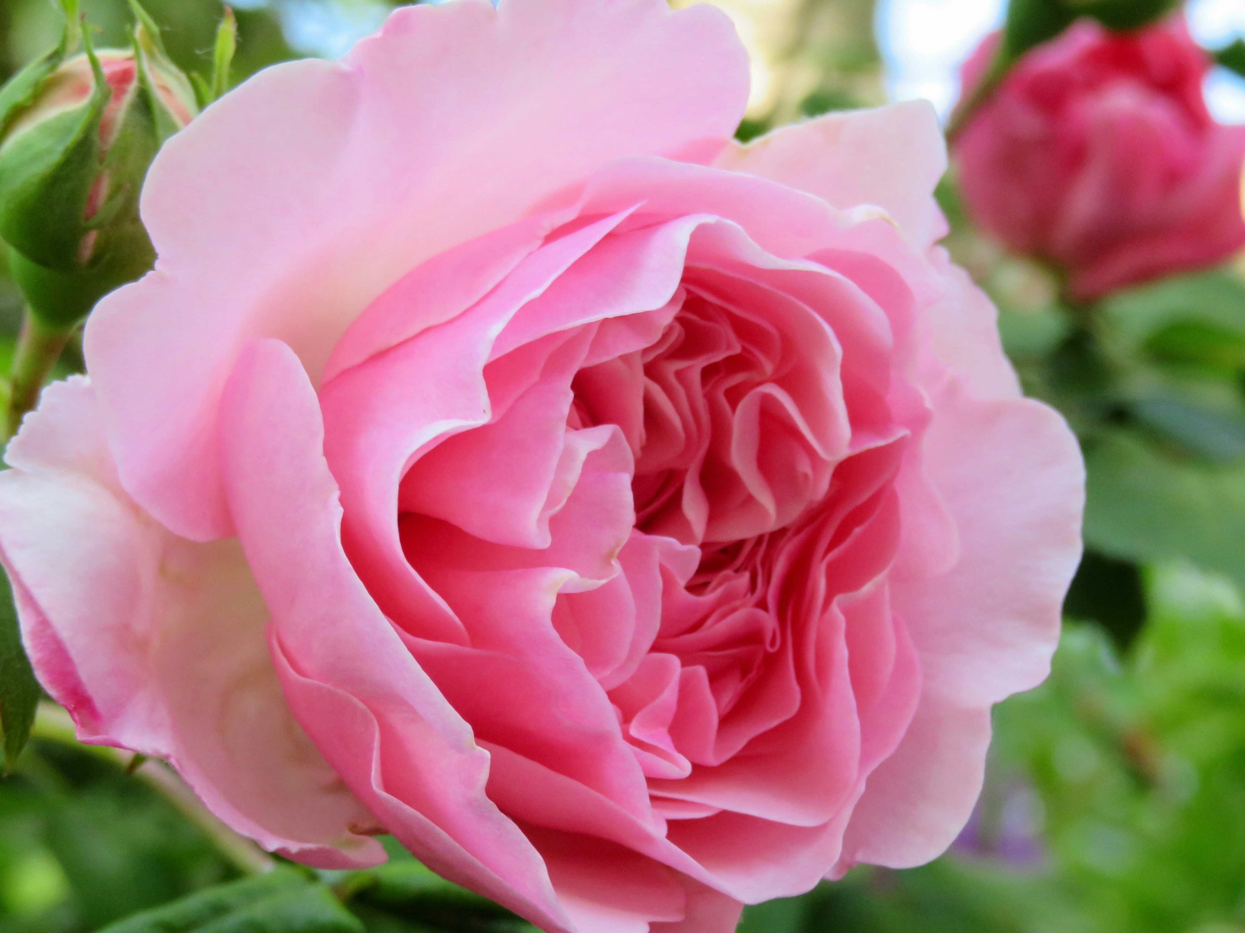 Close-up of a pink rose in full bloom, showcasing intricate layers of petals against a blurred green background.