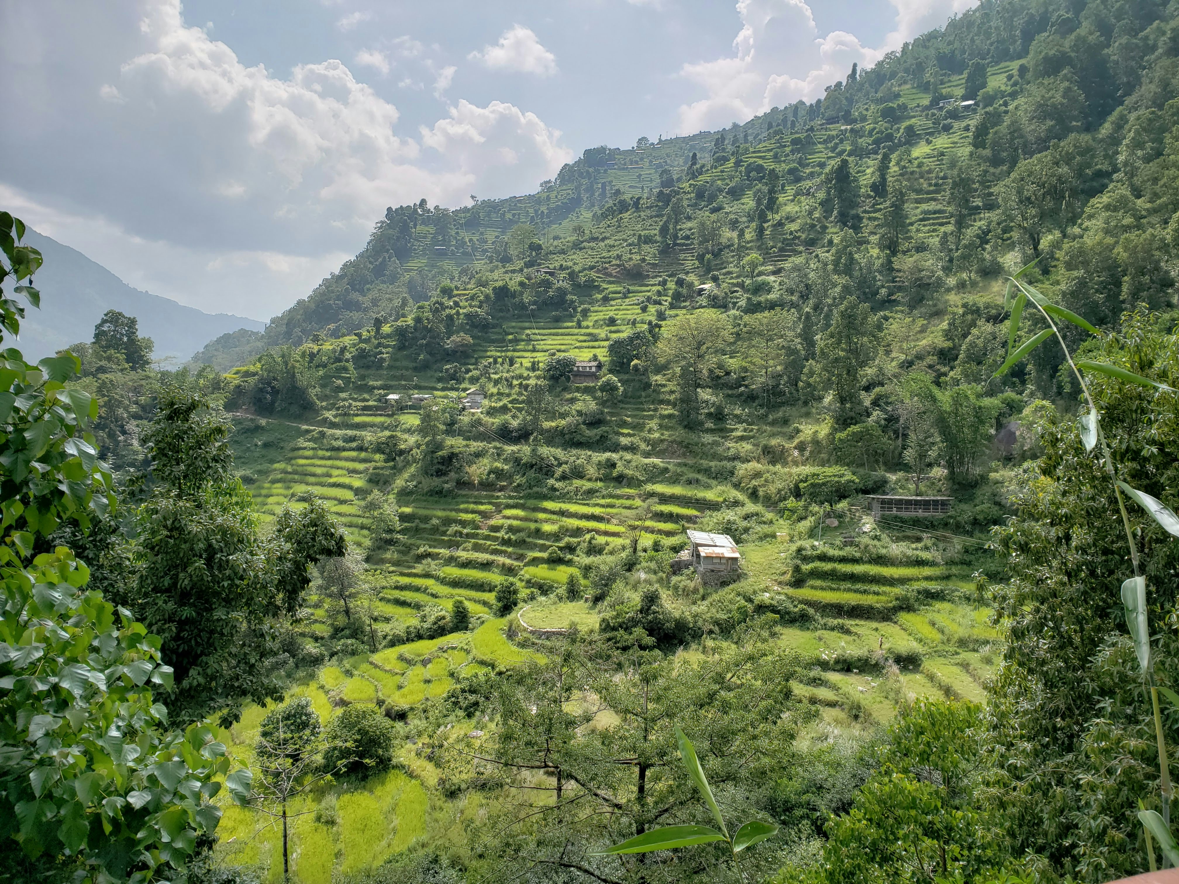 Rice terraces on a mountainside in the Himalayas | Lush green terraced fields on a mountainside