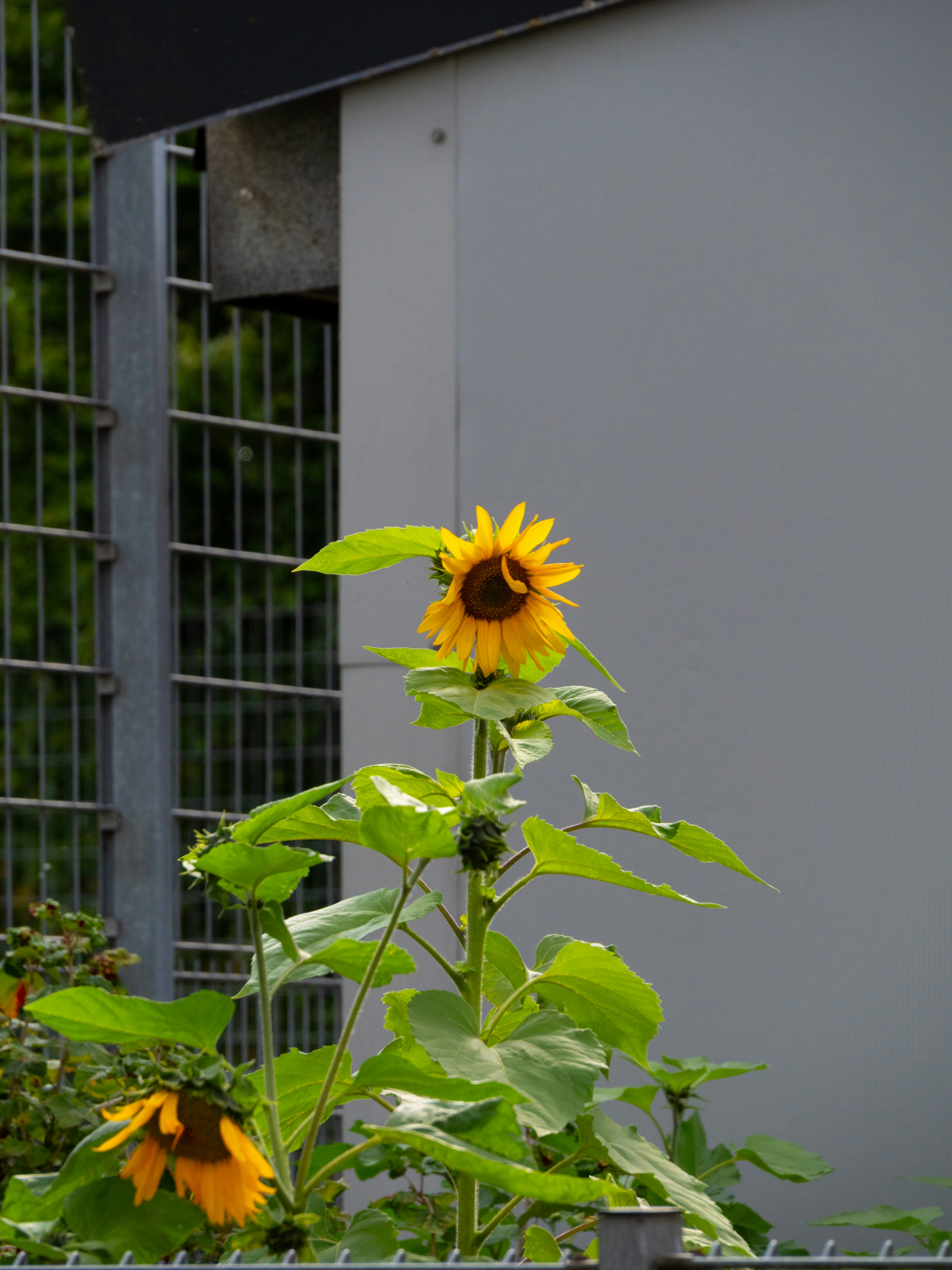 Sunflower's Bold Stand Against Urban Backdrop