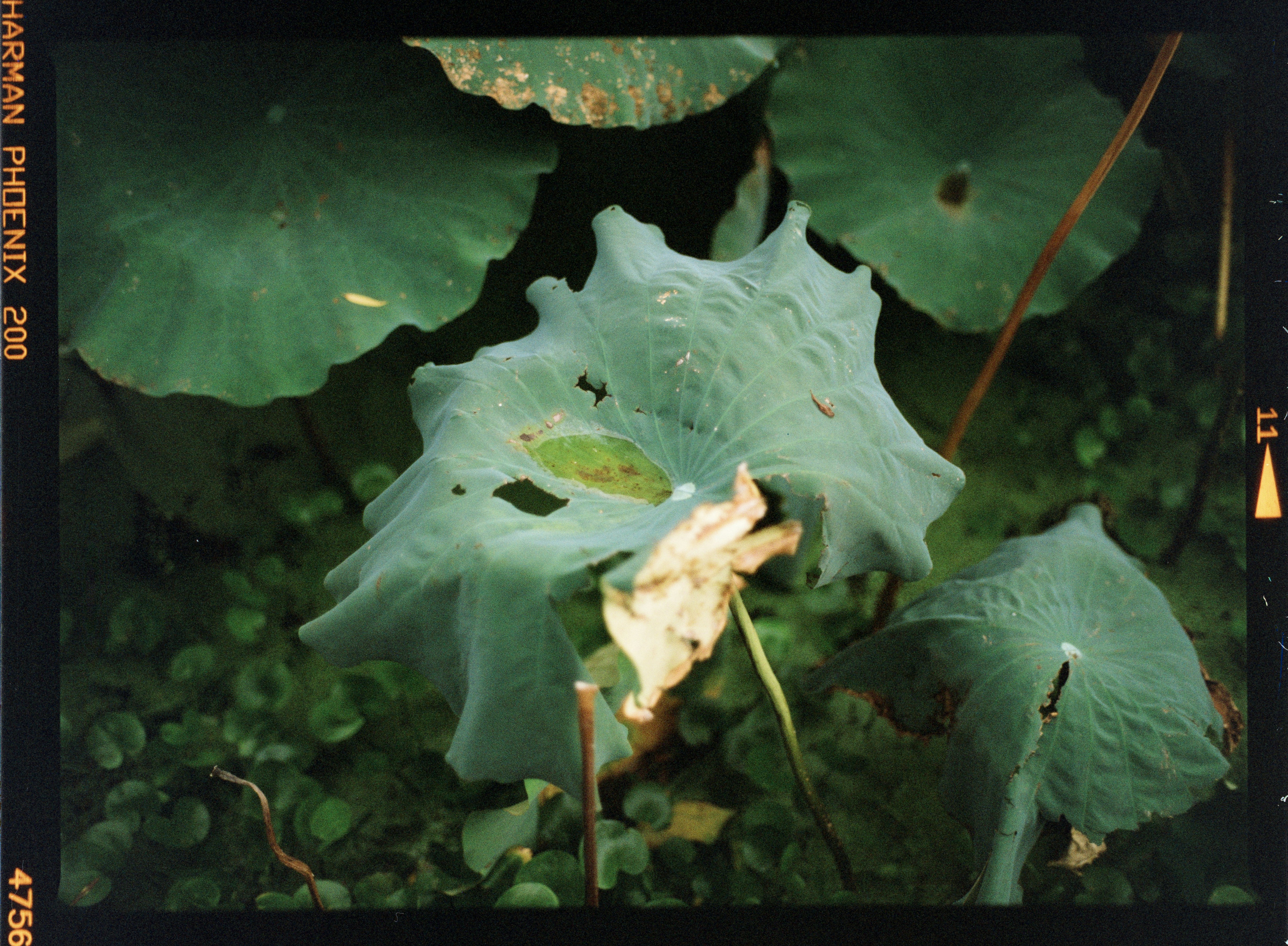 🎞️ Harman Phoenix 200｜🧪 Fuji Hunt C-41｜🖨️ EOS R6 + RF 100mm f/2.8L Macro｜📷 Mamiya 645 Pro + Mamiya-Sekor 80mm 1:1.9 | Green lotus leaves with a damaged center leaf.