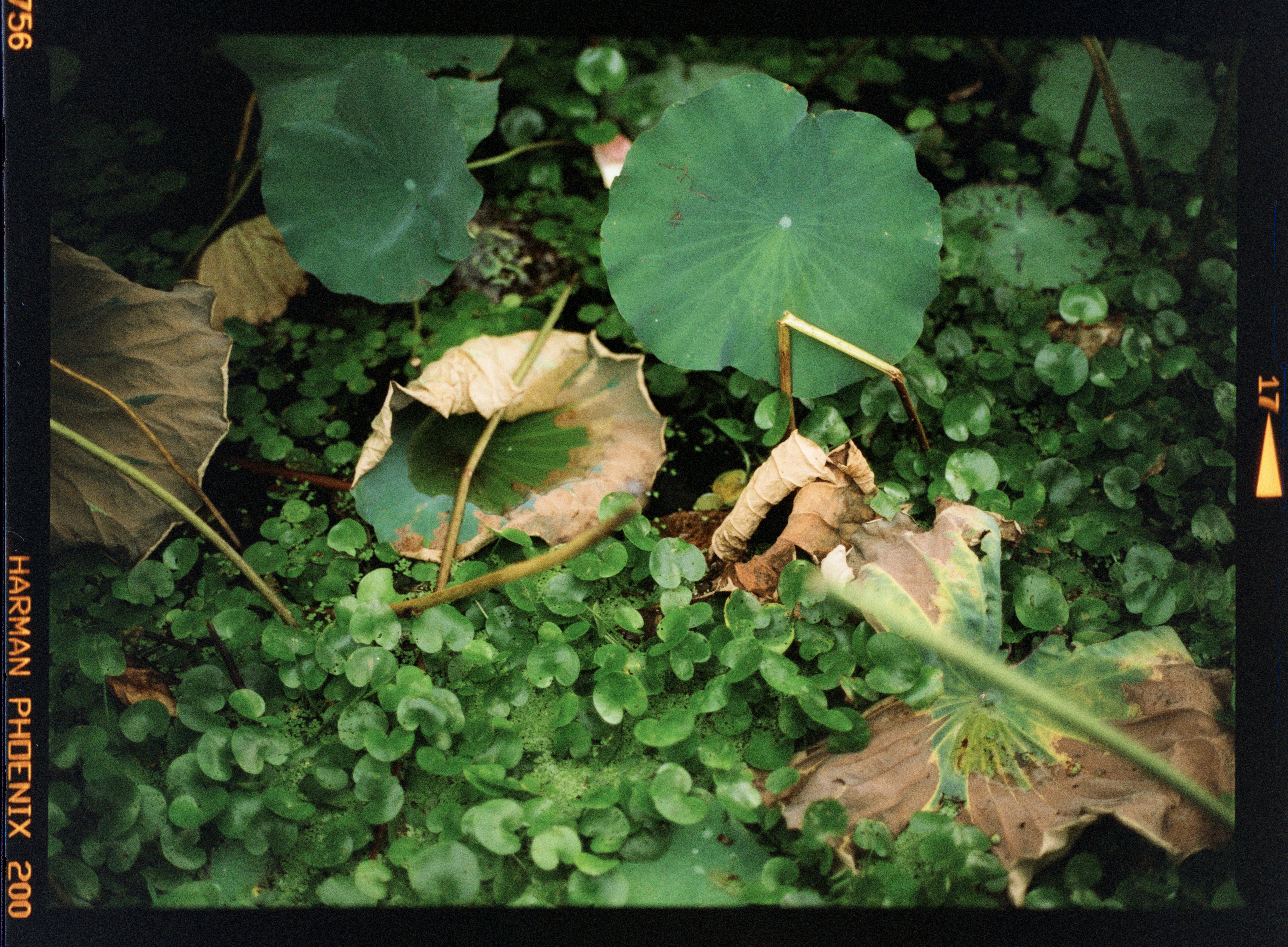 Lush green lily pads and delicate foliage intertwine, showcasing the beauty of a tranquil aquatic environment. Dry leaves hint at the passage of time.