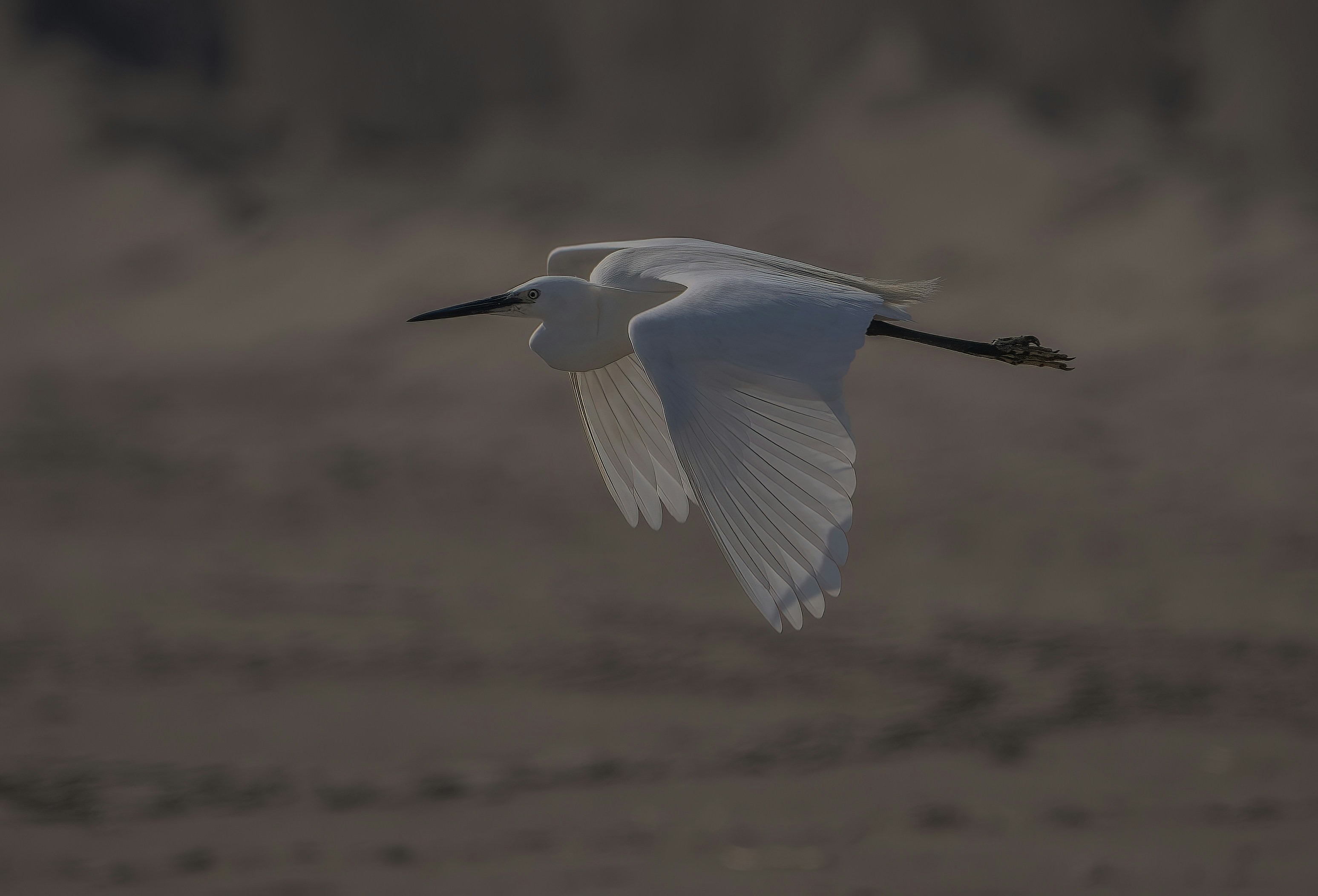 animal,aquatic,aquatic bird,Ardeidae,bird,bird walking,bird watching,egret,heron,port,sea,sea bird,seaside,small heron,walking,water bird,wave,white bird,bird flying,bird in sky | A white egret flies with wings spread wide.