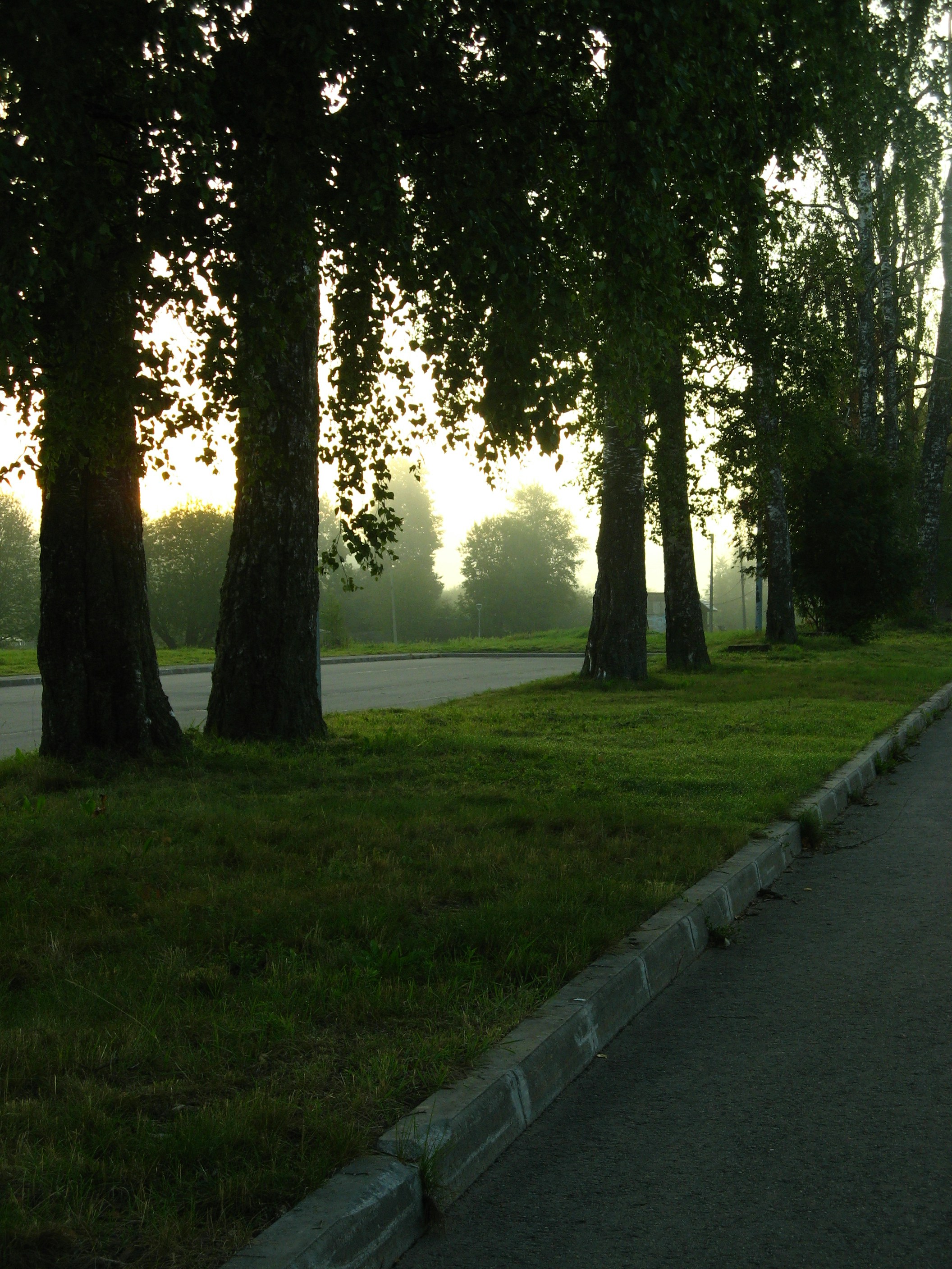 Misty morning scene featuring tall trees lining a quiet road, with soft light filtering through the foliage. The tranquil atmosphere invites reflection.