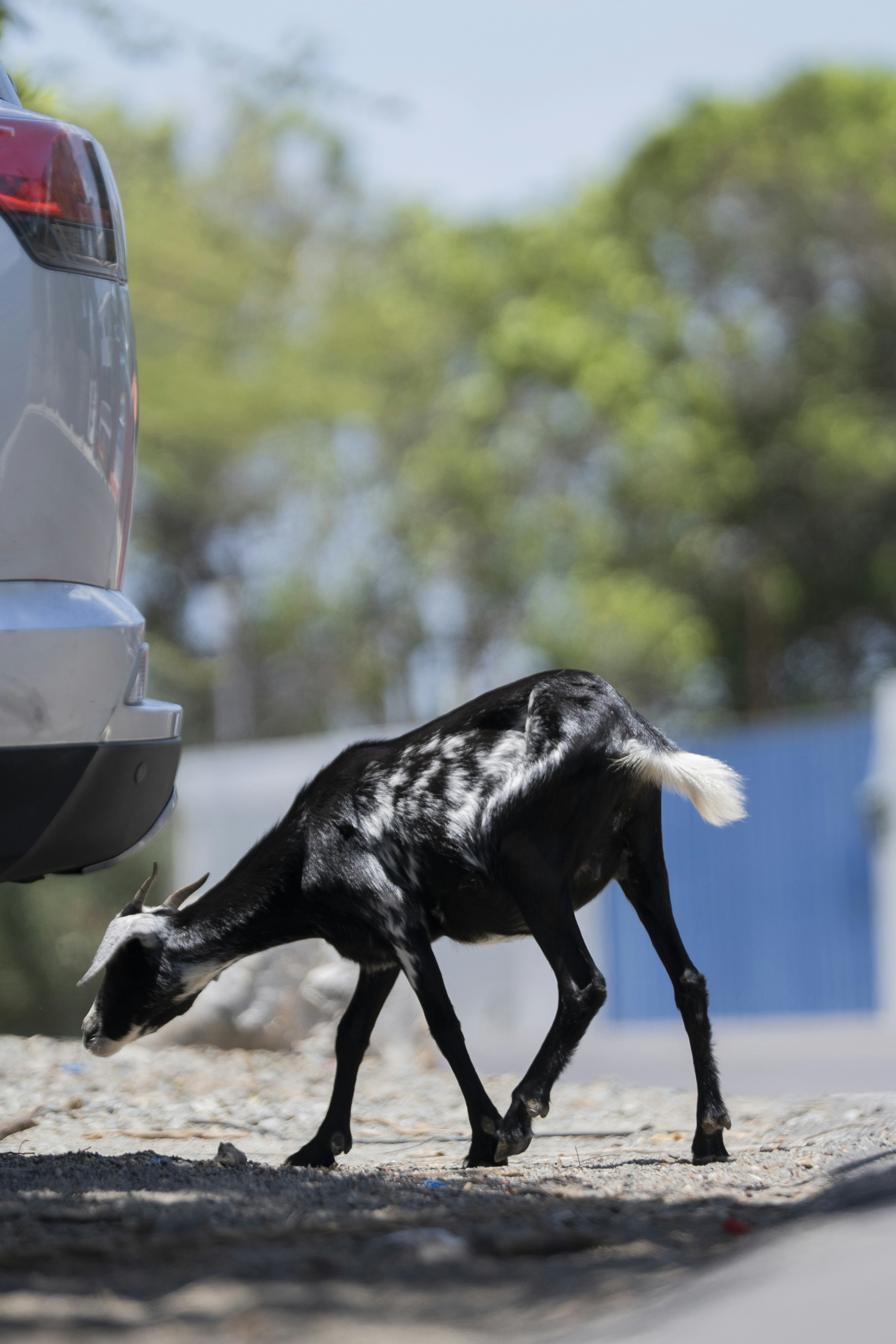 Curbside curiosity: a black goat forages beside a parked car.