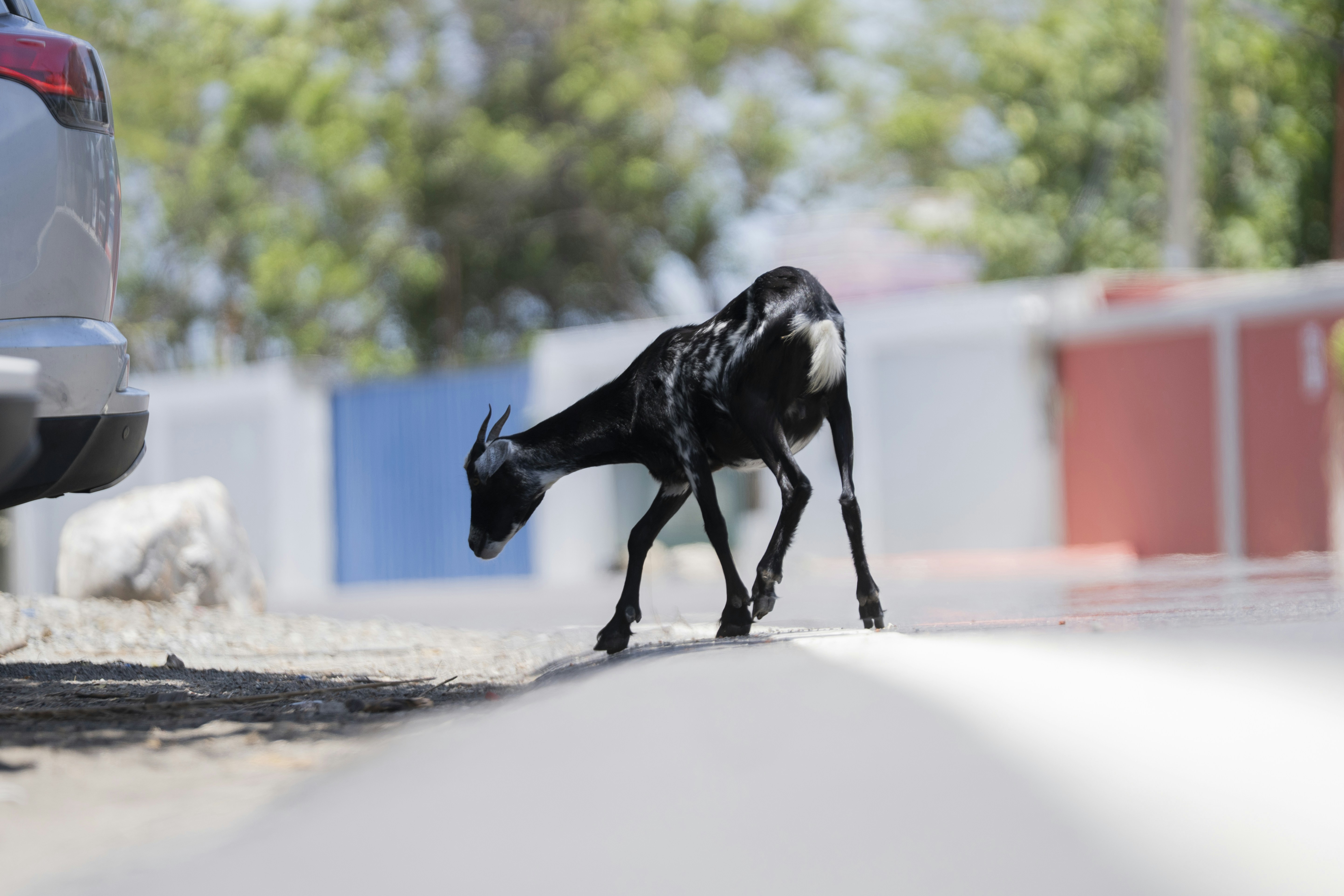 Noir hound pauses at the sunlit curb amid color-blocked fences
