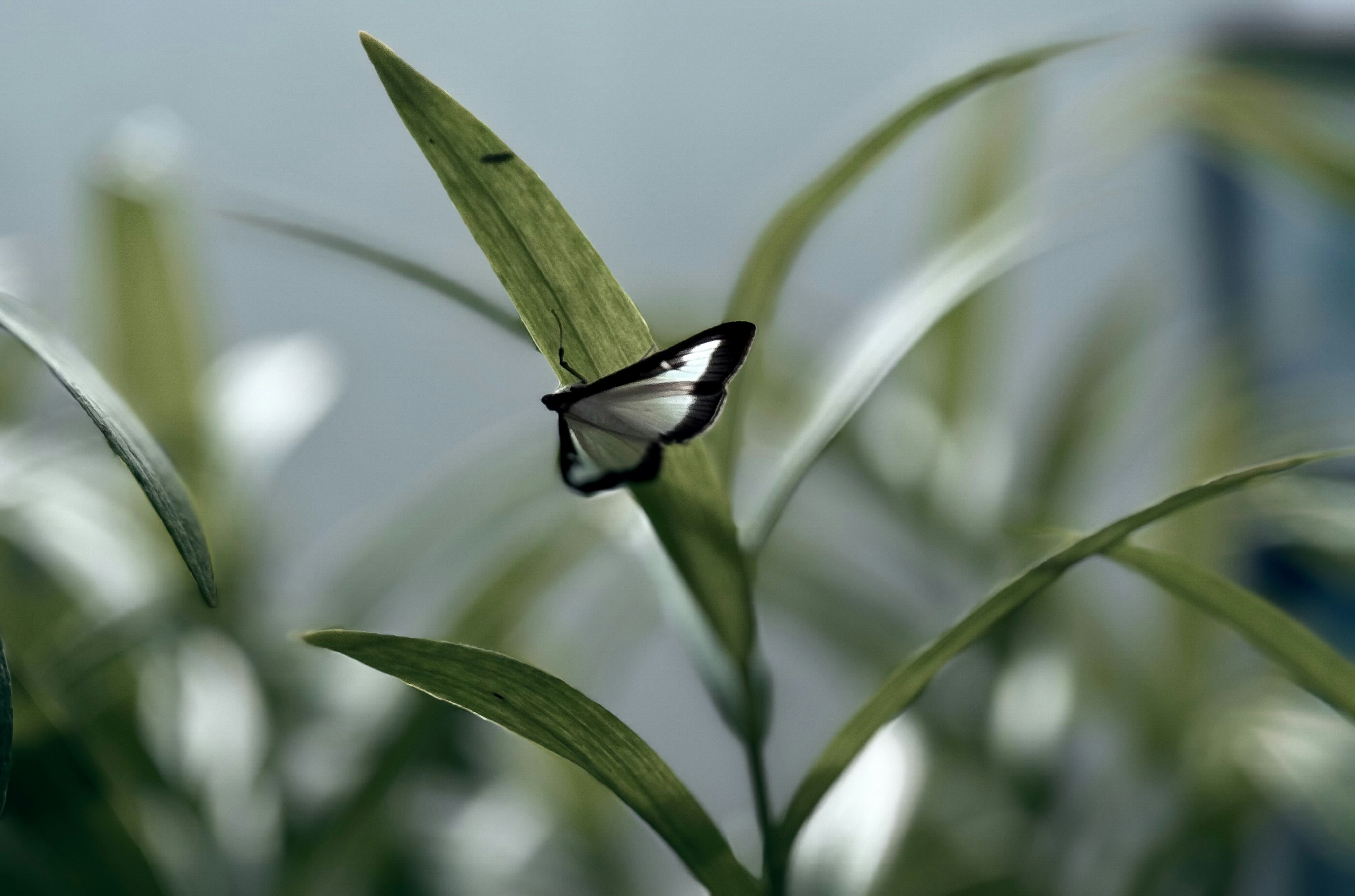 Whispers of Nature: The Delicate Balance
