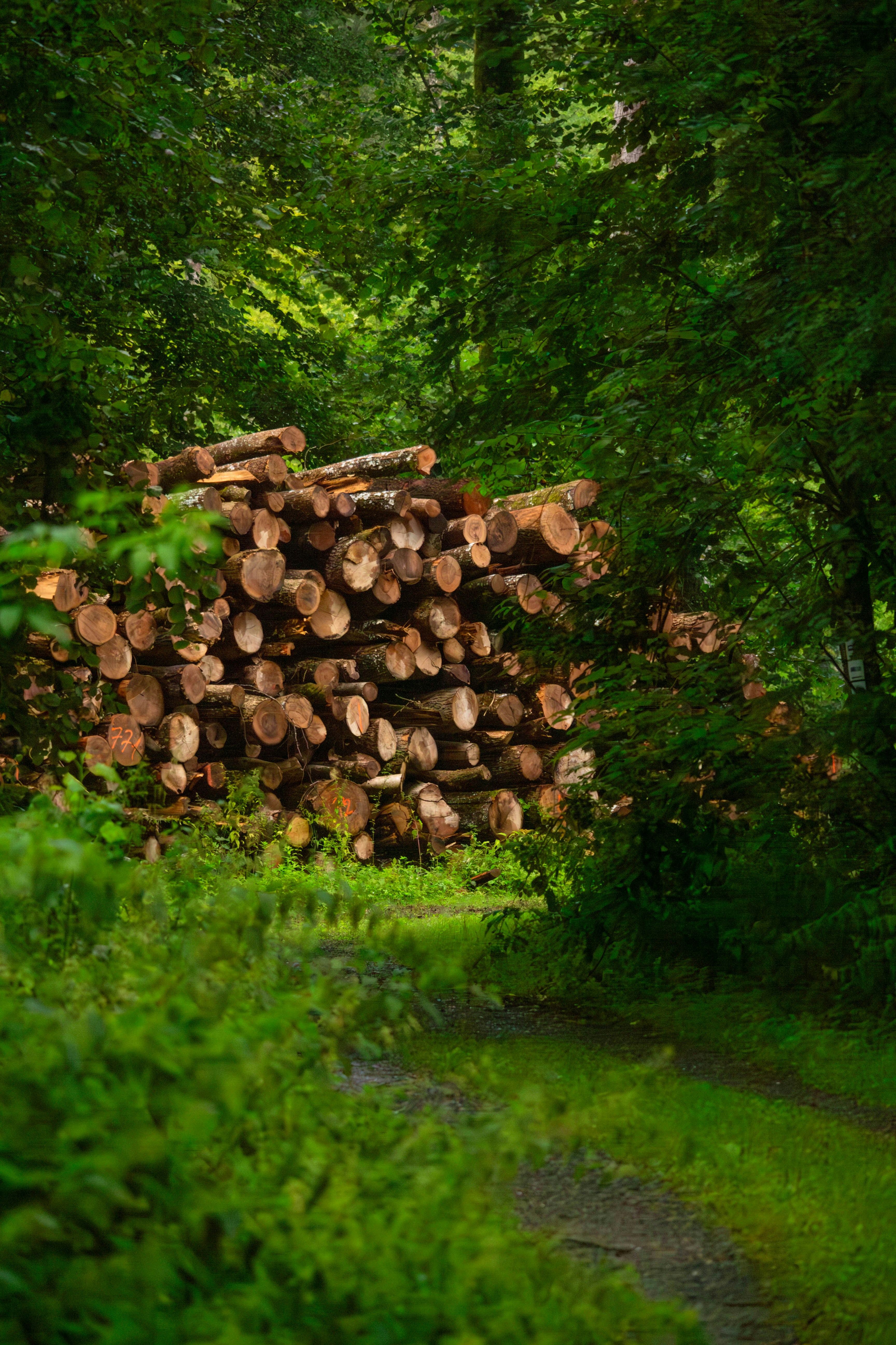 Nature's Timber Stack: A Rustic Abode