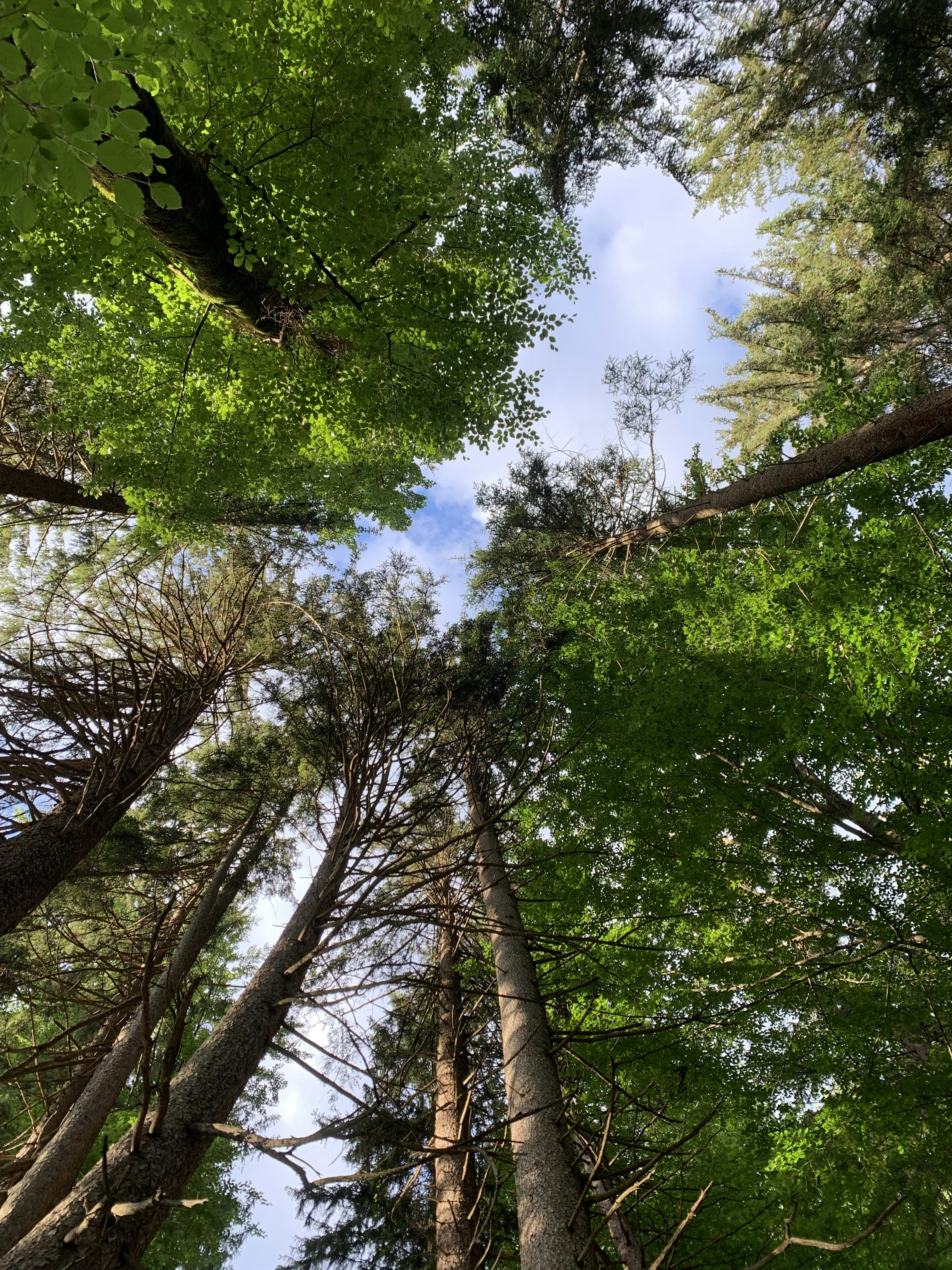 Lush green treetops frame a glimpse of the sky, creating a serene perspective from the forest floor.
