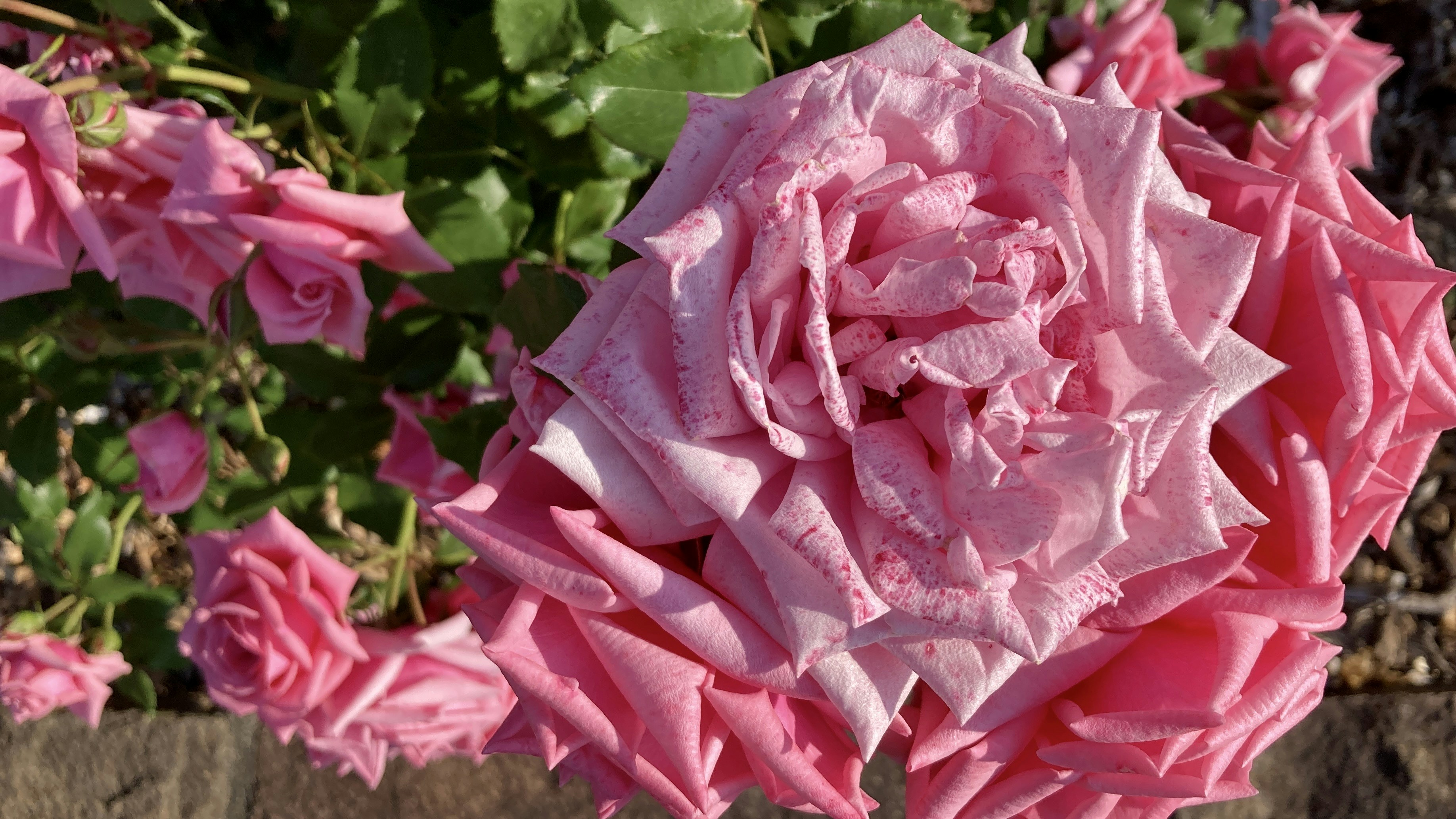 Light pink roses mottled with deep pink | Close-up of delicate pink roses in full bloom.