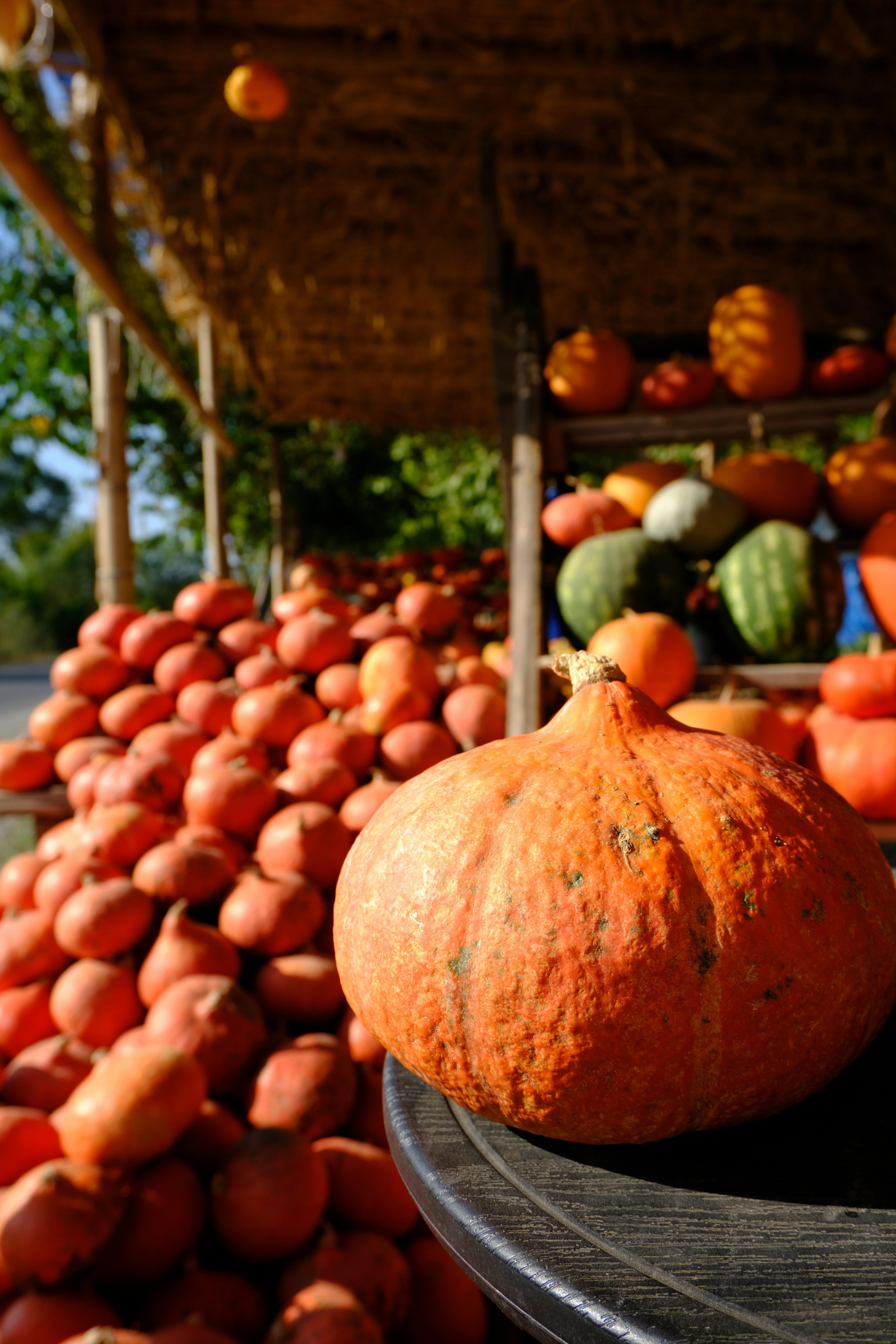 Harvest Harmony: A Pumpkin's Spotlight