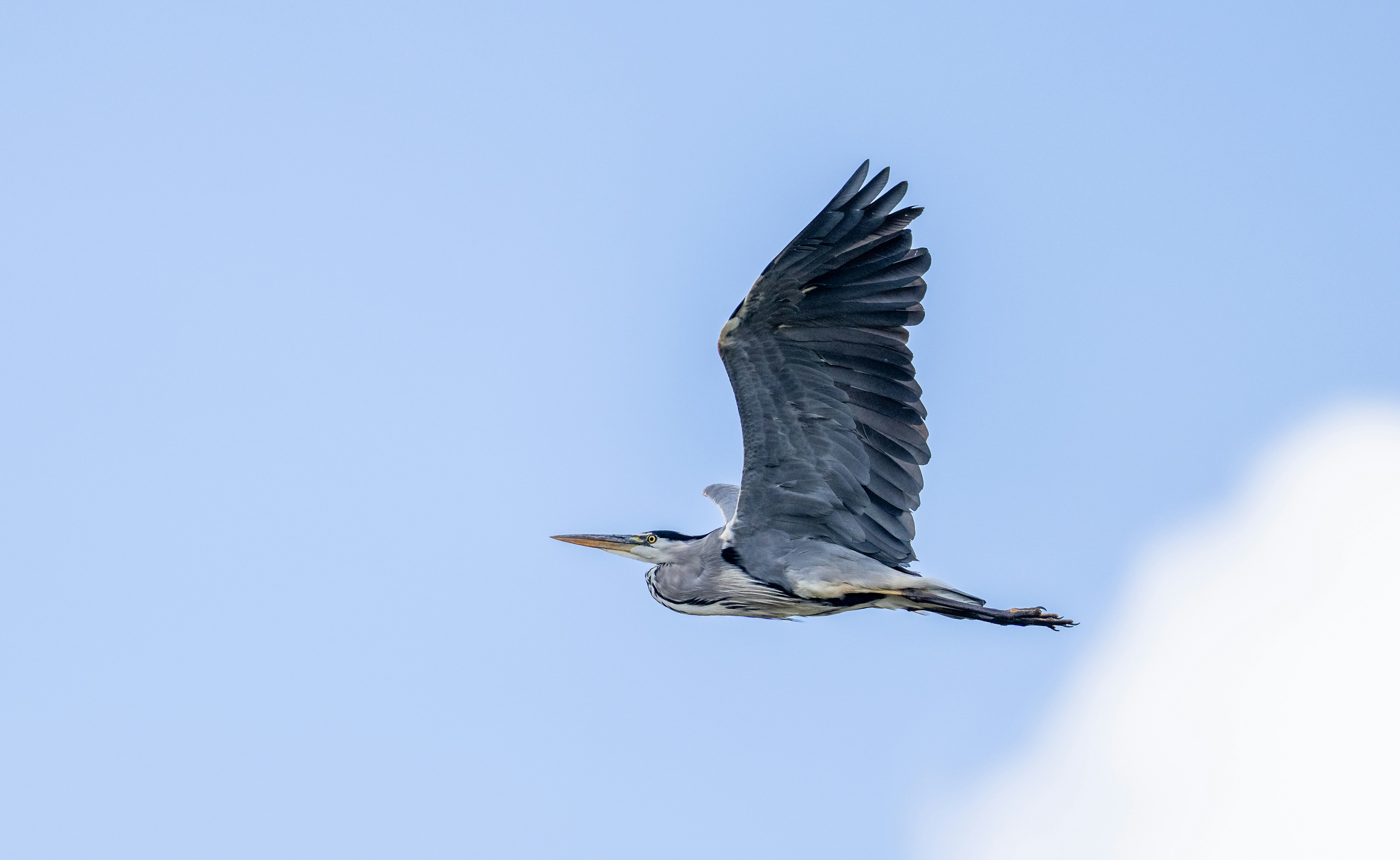 Great blue heron soaring against a clear blue sky, wings fully extended. A symbol of elegance in nature.