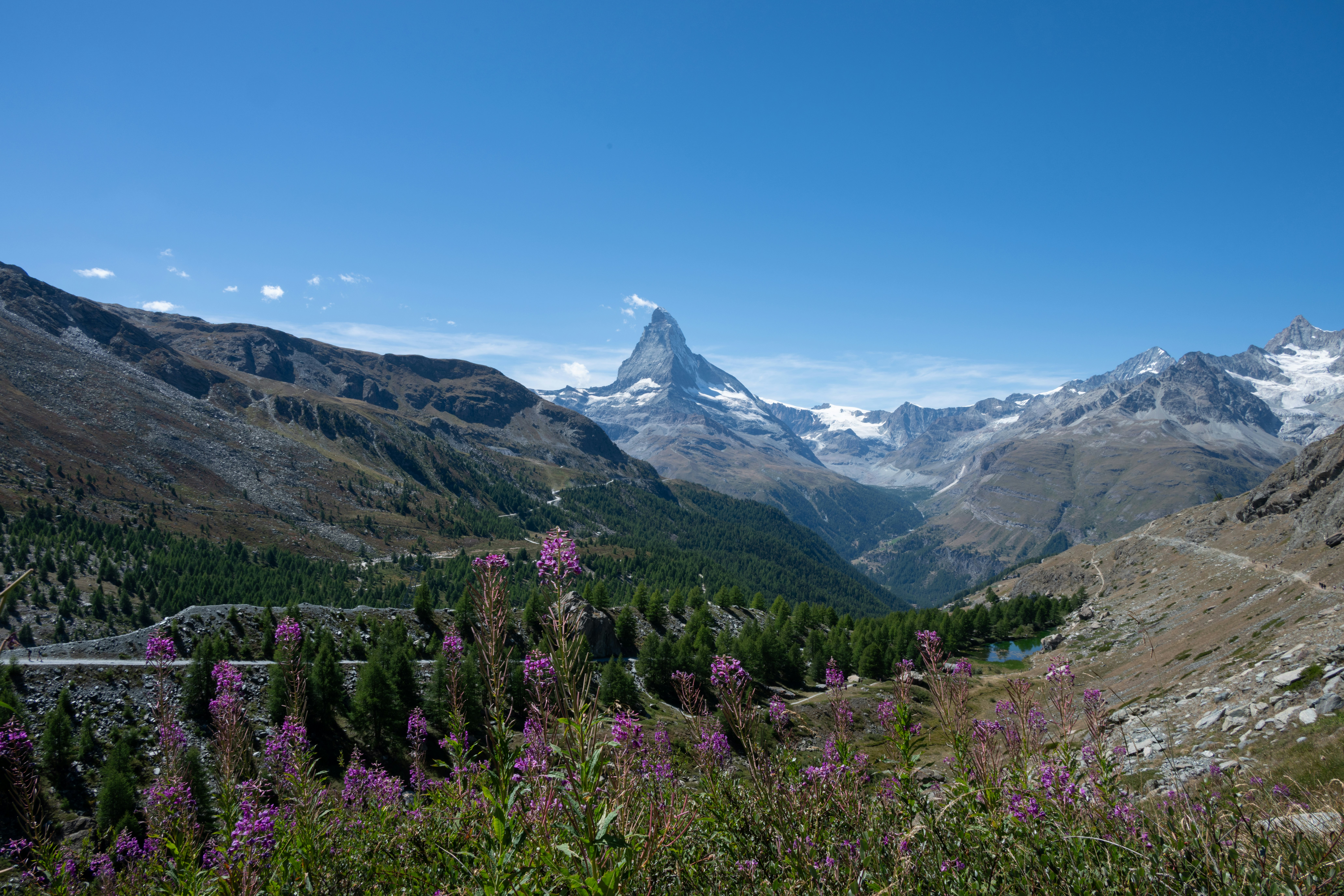 Majestic Peaks and Blossoms: A Symphony of Nature