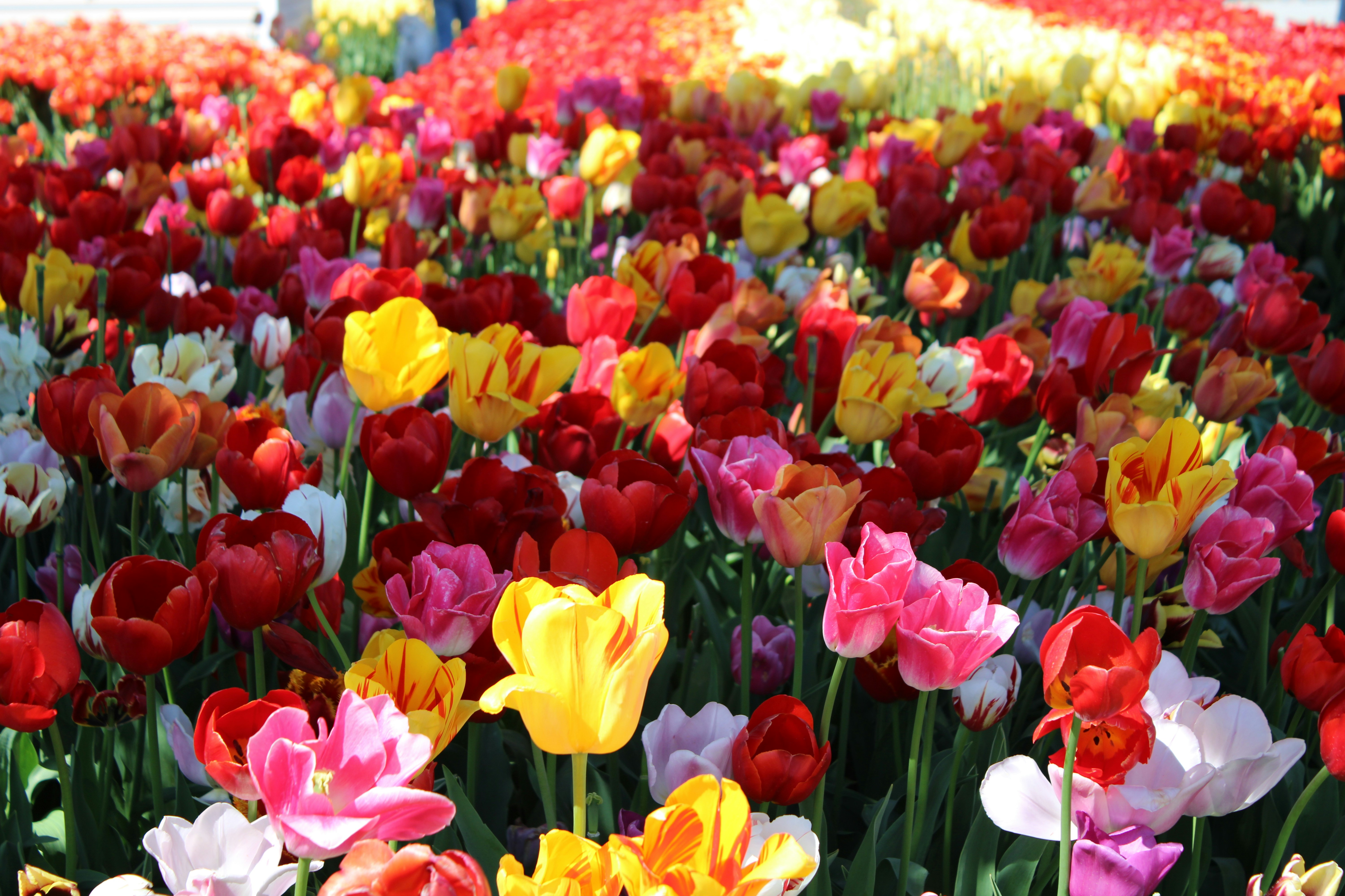 Colorful tulips in various shades of red, yellow, and pink create a lush floral tapestry in a garden setting.
