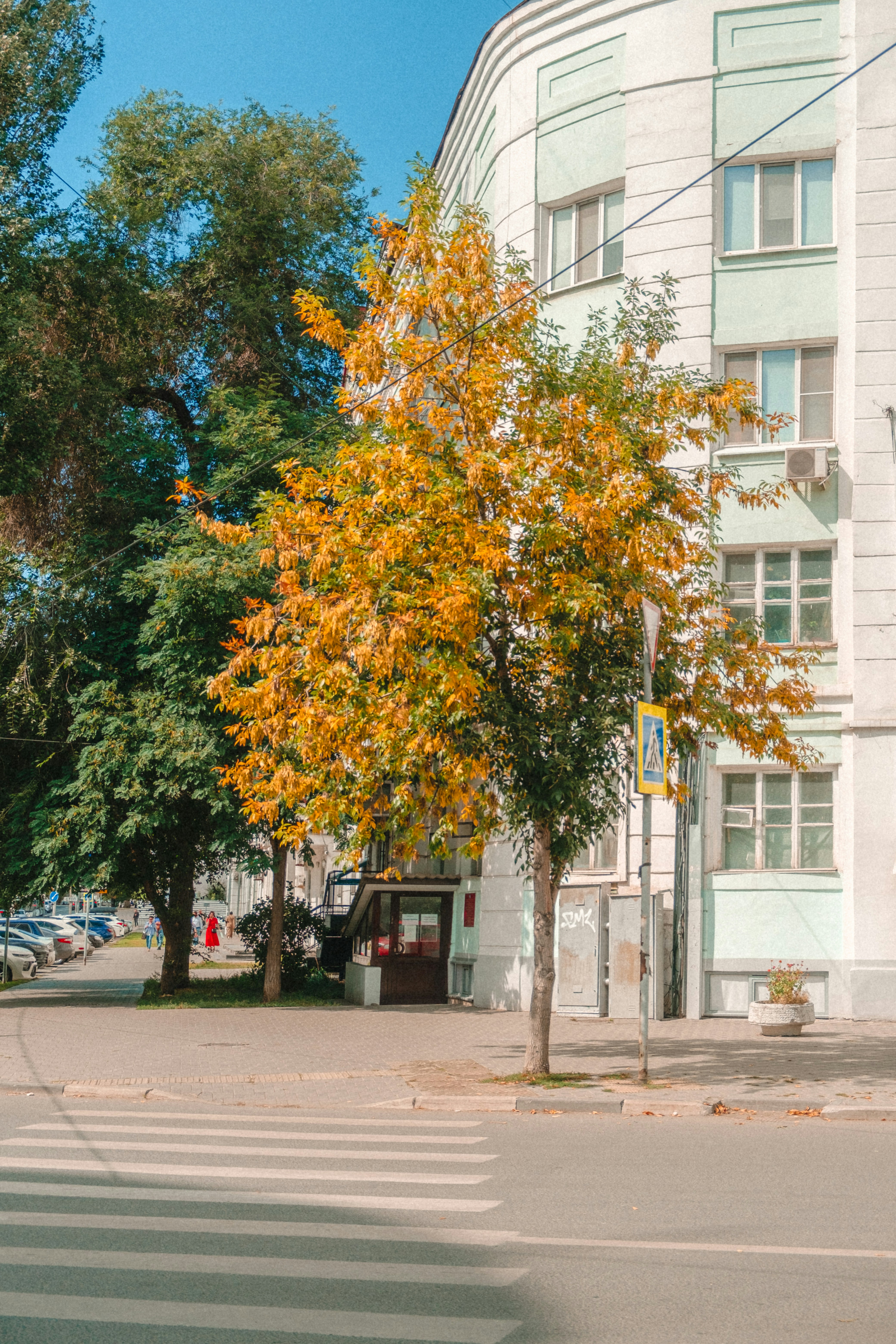 Tree with yellow leaves next to a building.