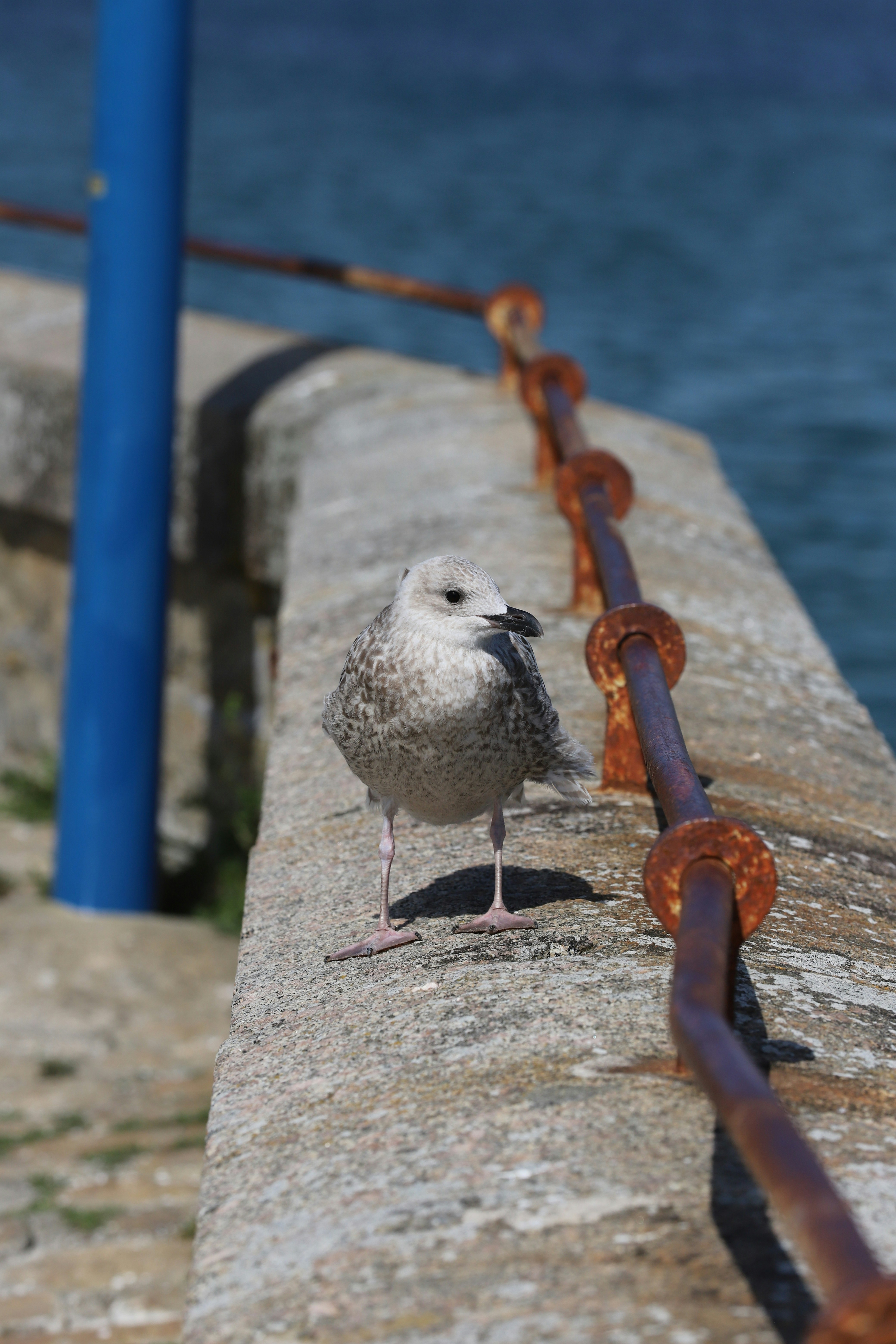 Seaside Sentinel: A Gull's Vigil