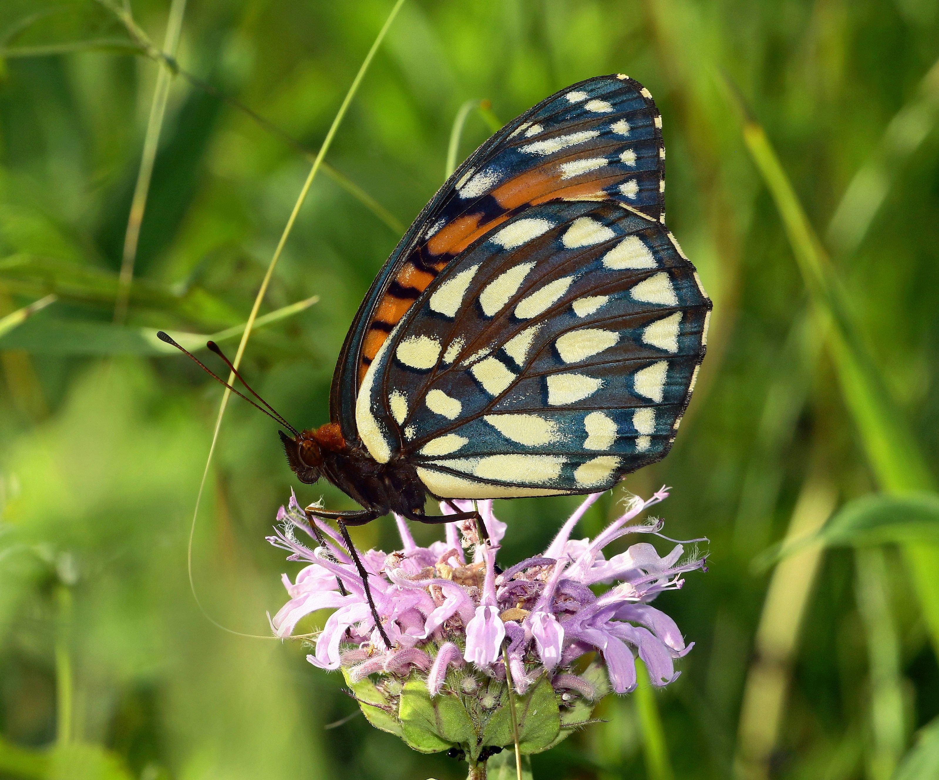 Nature's Palette: The Butterfly's Dance