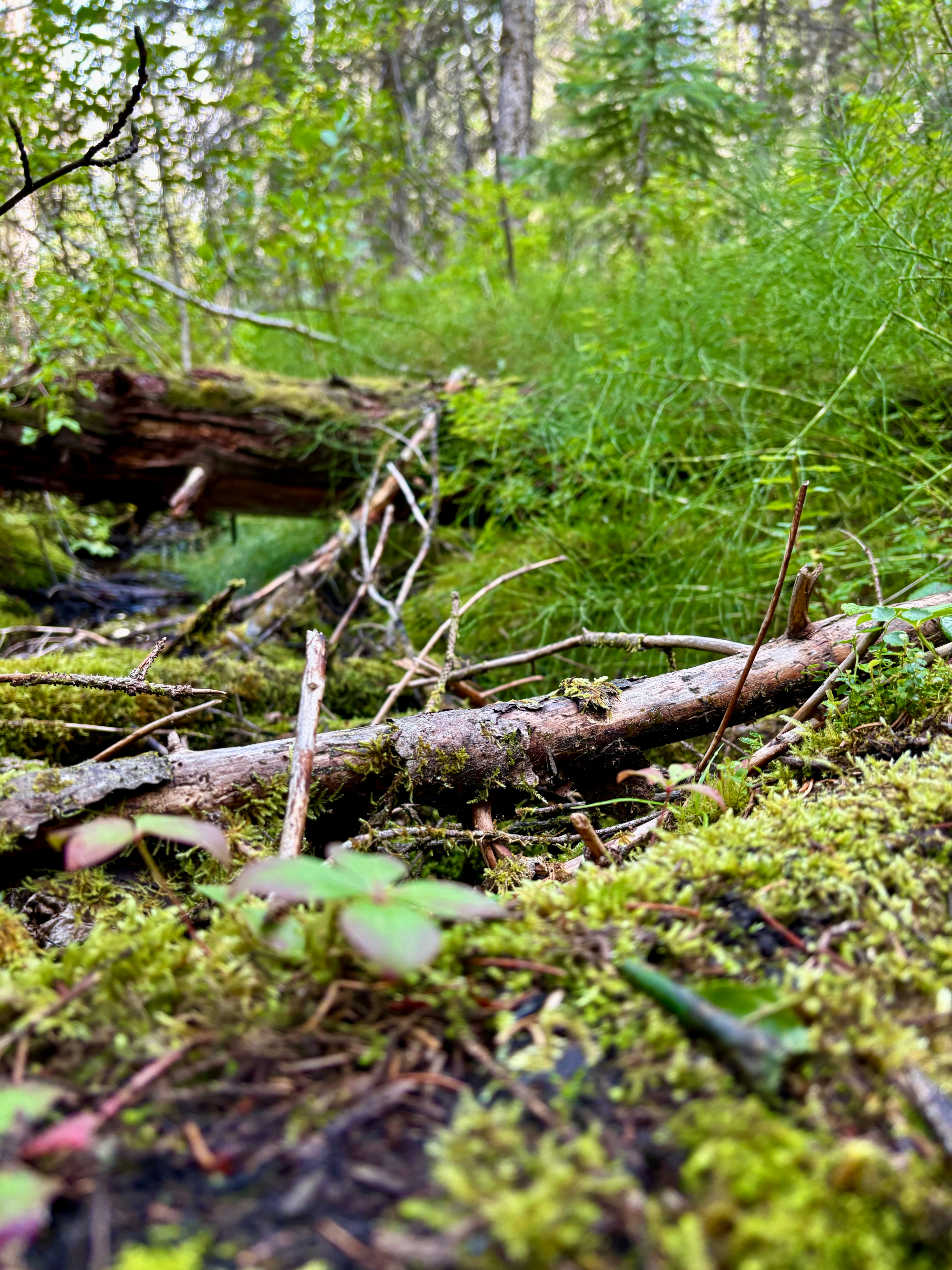 Fallen logs and moss cover a forest floor