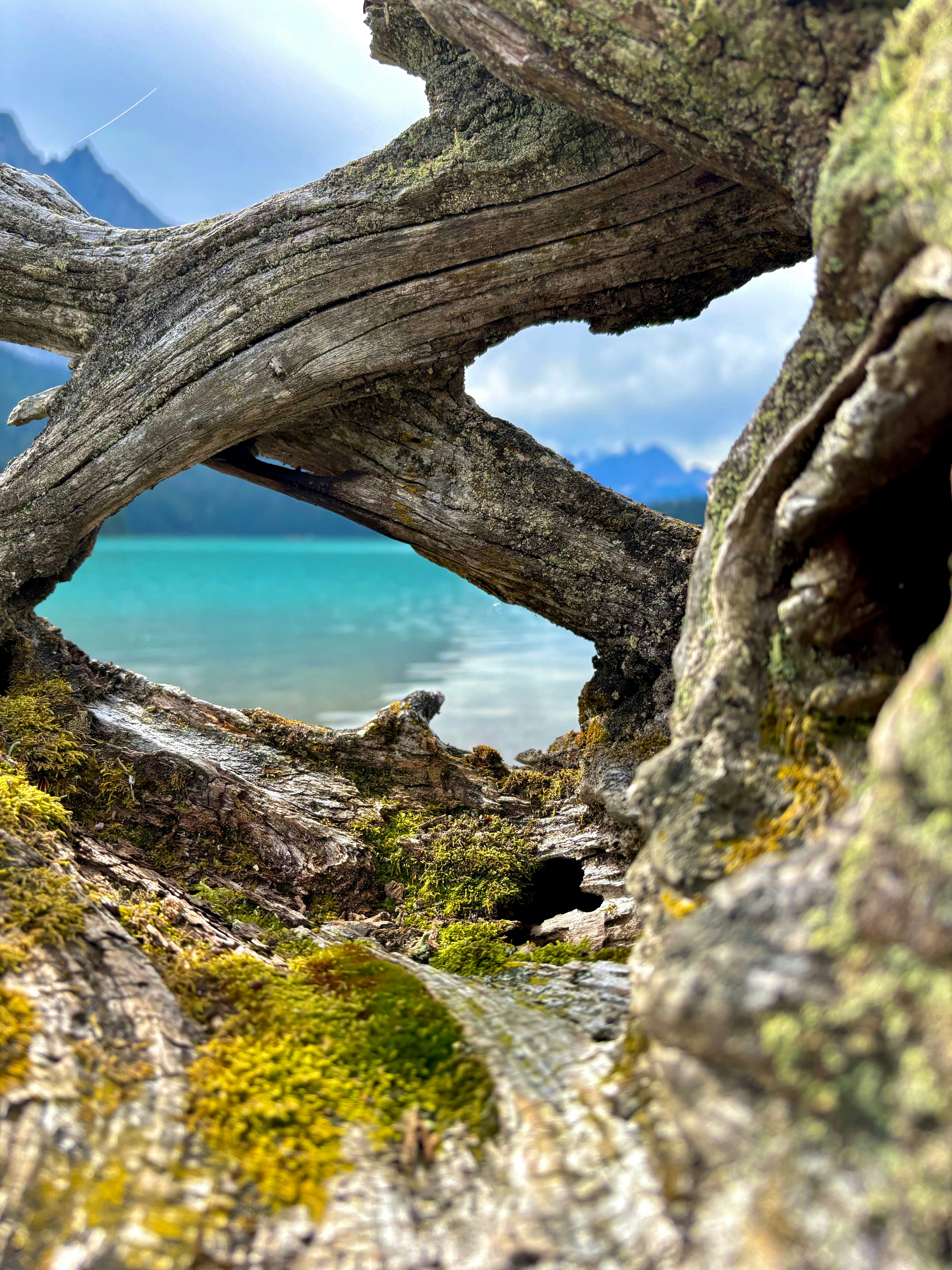 Intricate tree roots create a natural frame around a tranquil turquoise lake and distant mountains.