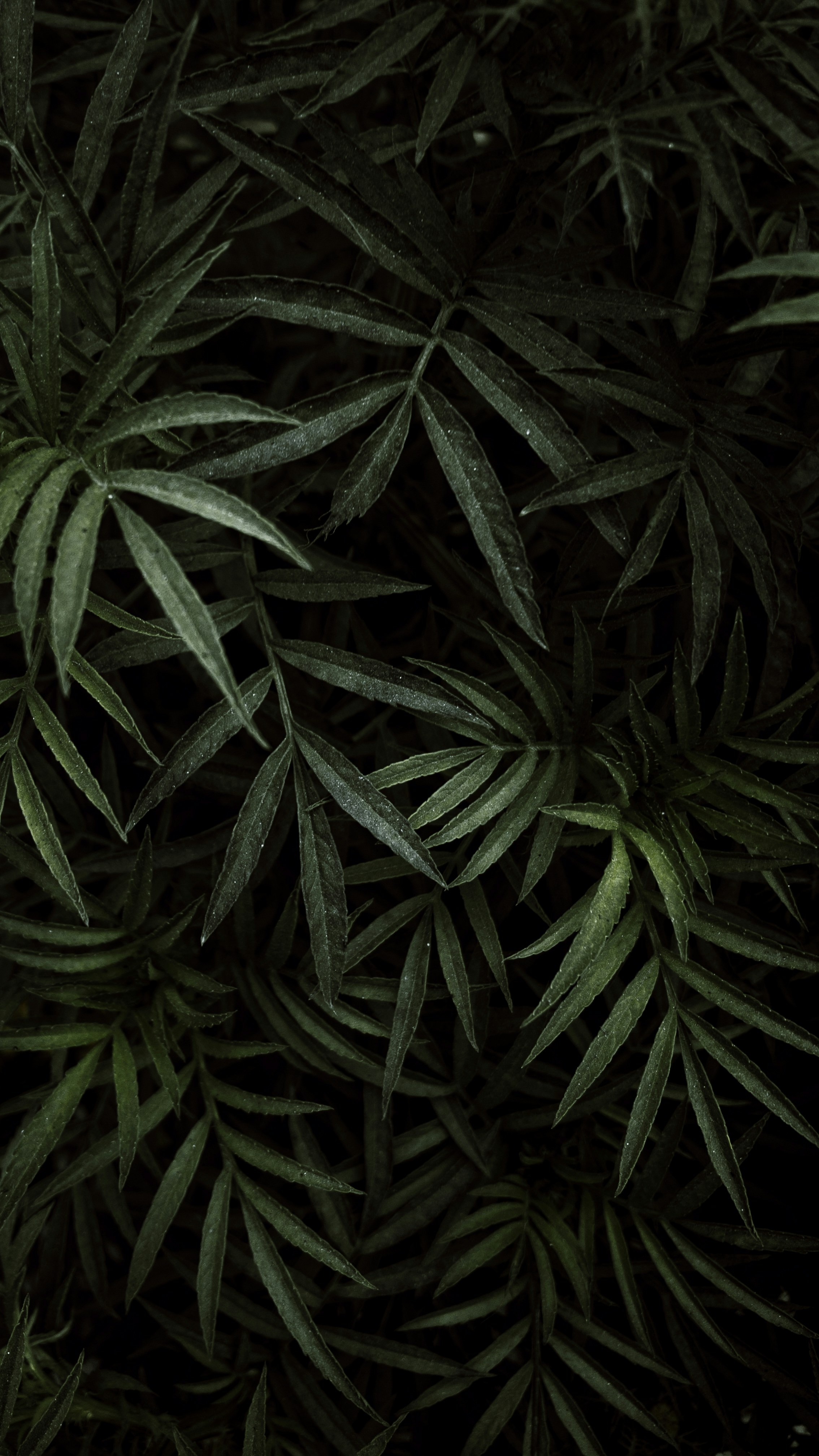 Dark green leaves with water droplets