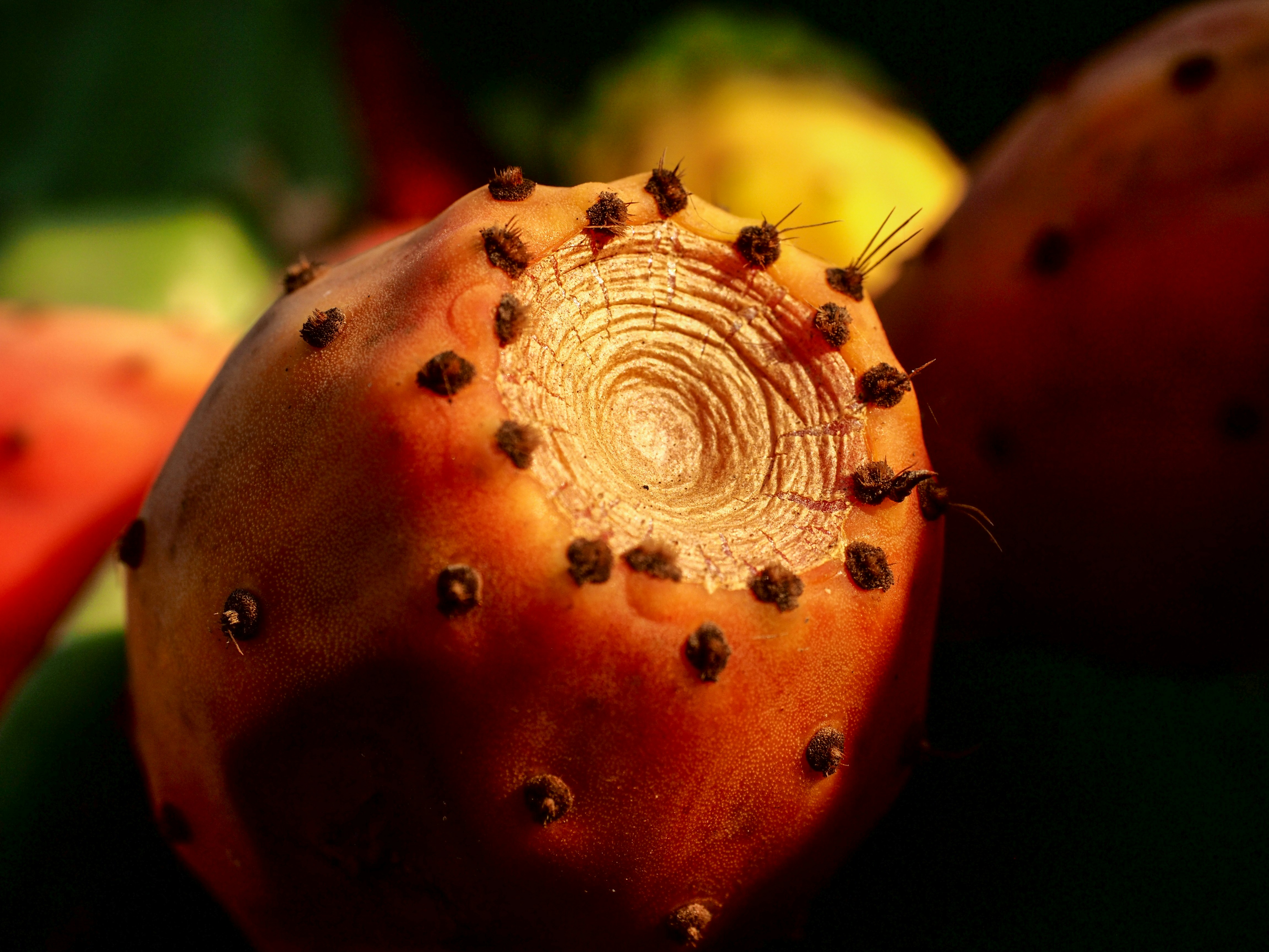 OLYMPUS DIGITAL CAMERA | Close-up of a prickly pear fruit with textured center.