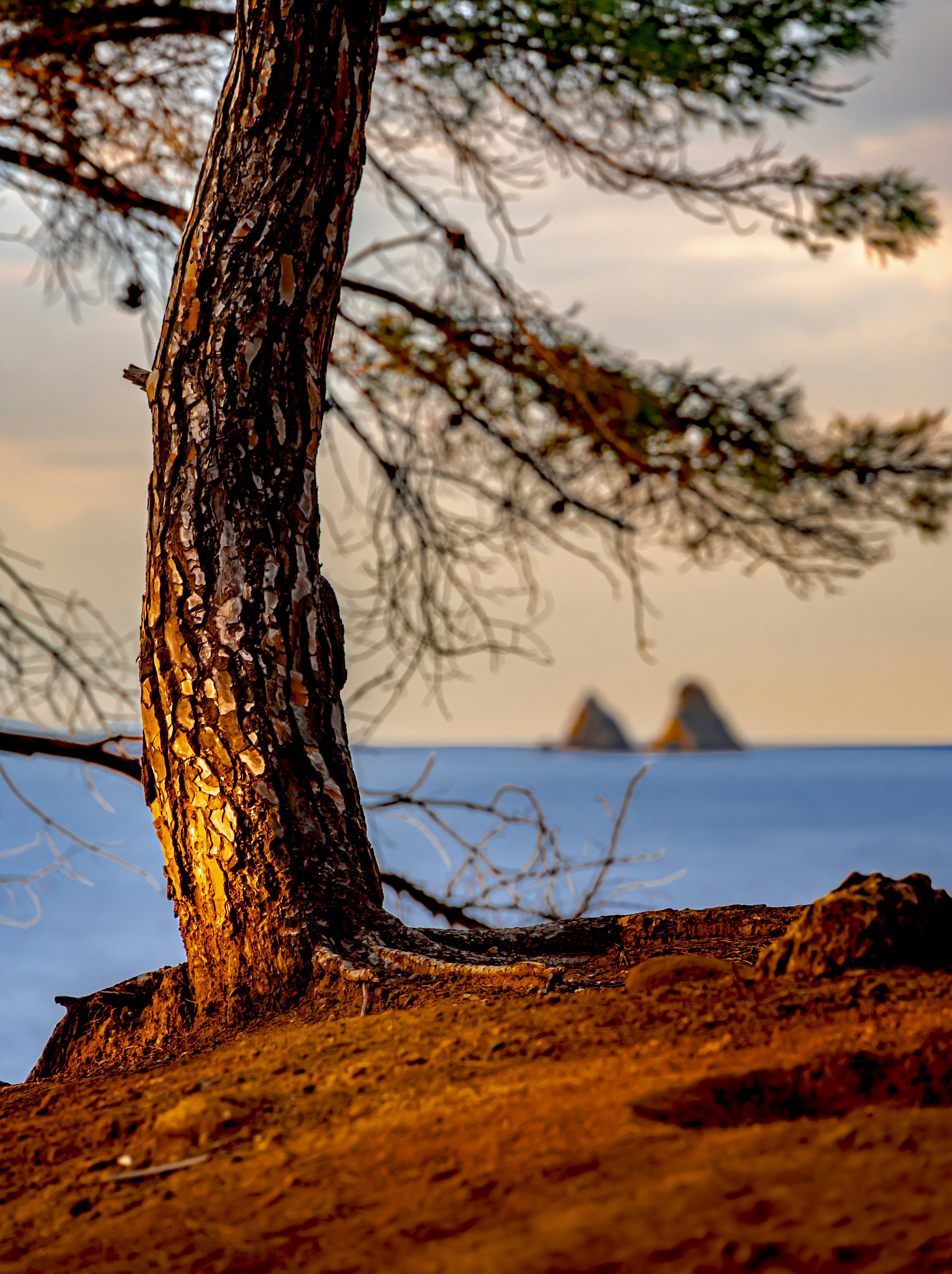 Amber Bark Framing a Tranquil Sea with Distant Islets at Sunset