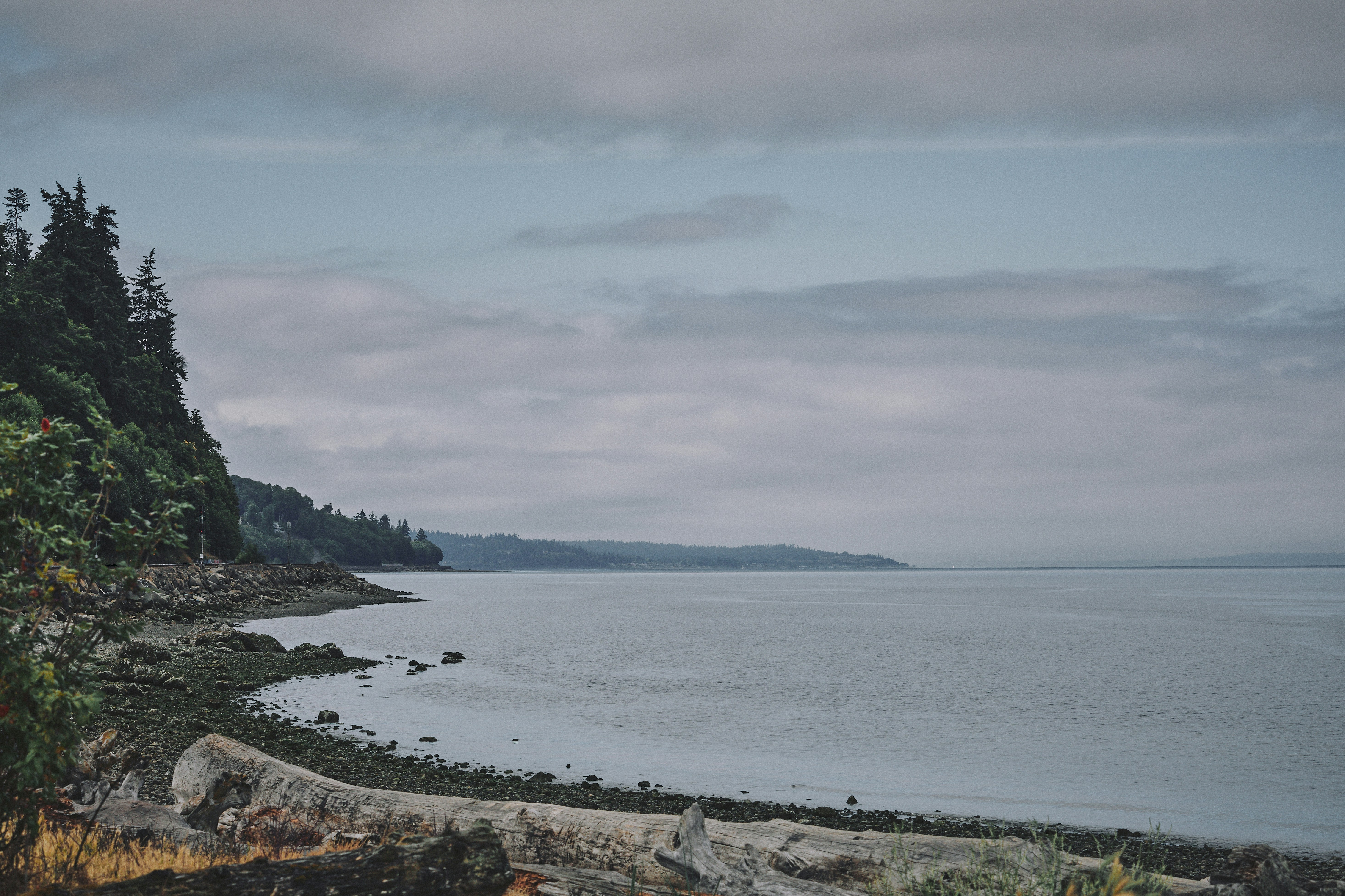 Calm ocean water meets a tree-lined shore under cloudy sky. photo ...