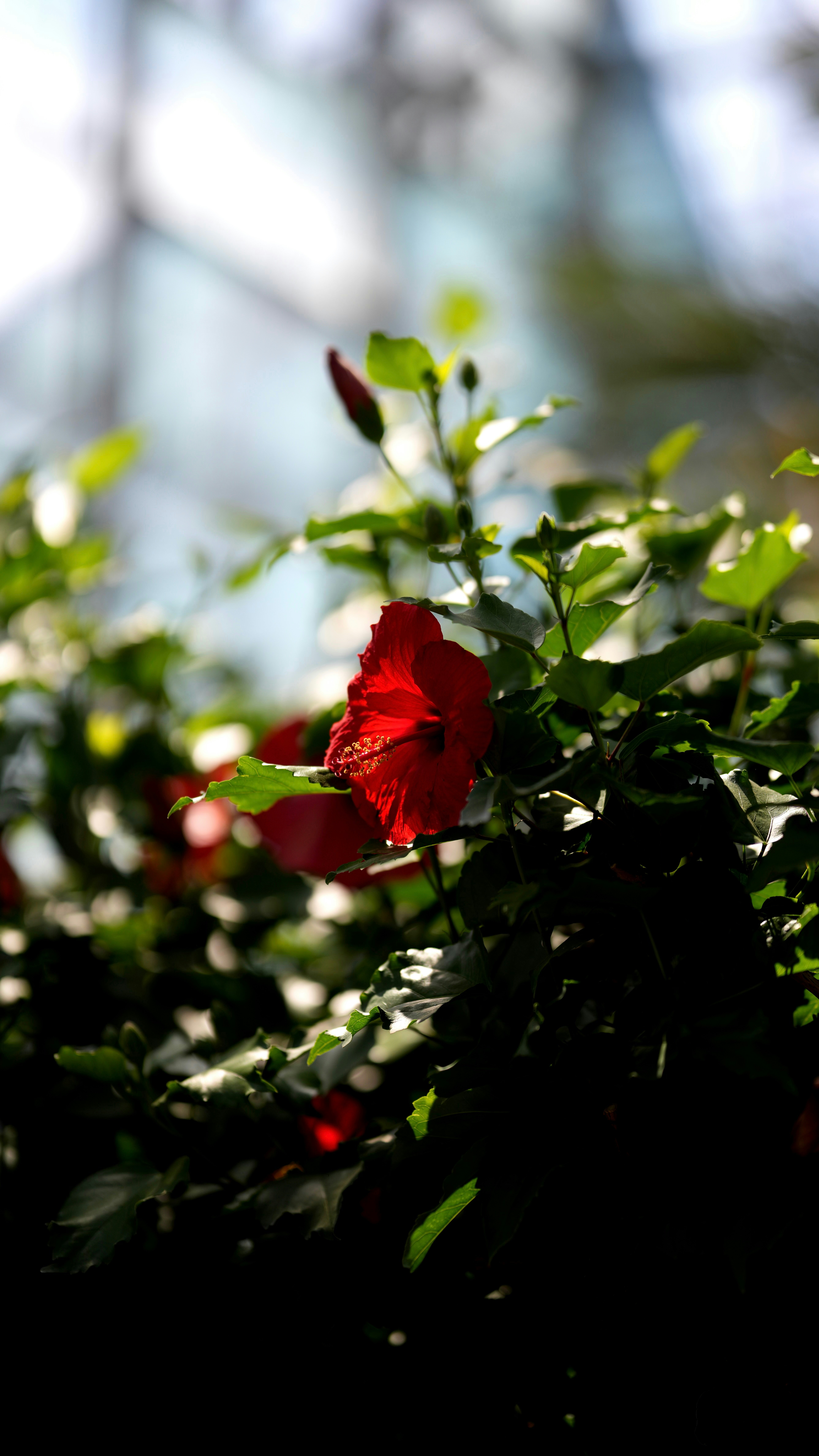 Crimson Bloom Amidst Lush Greenery