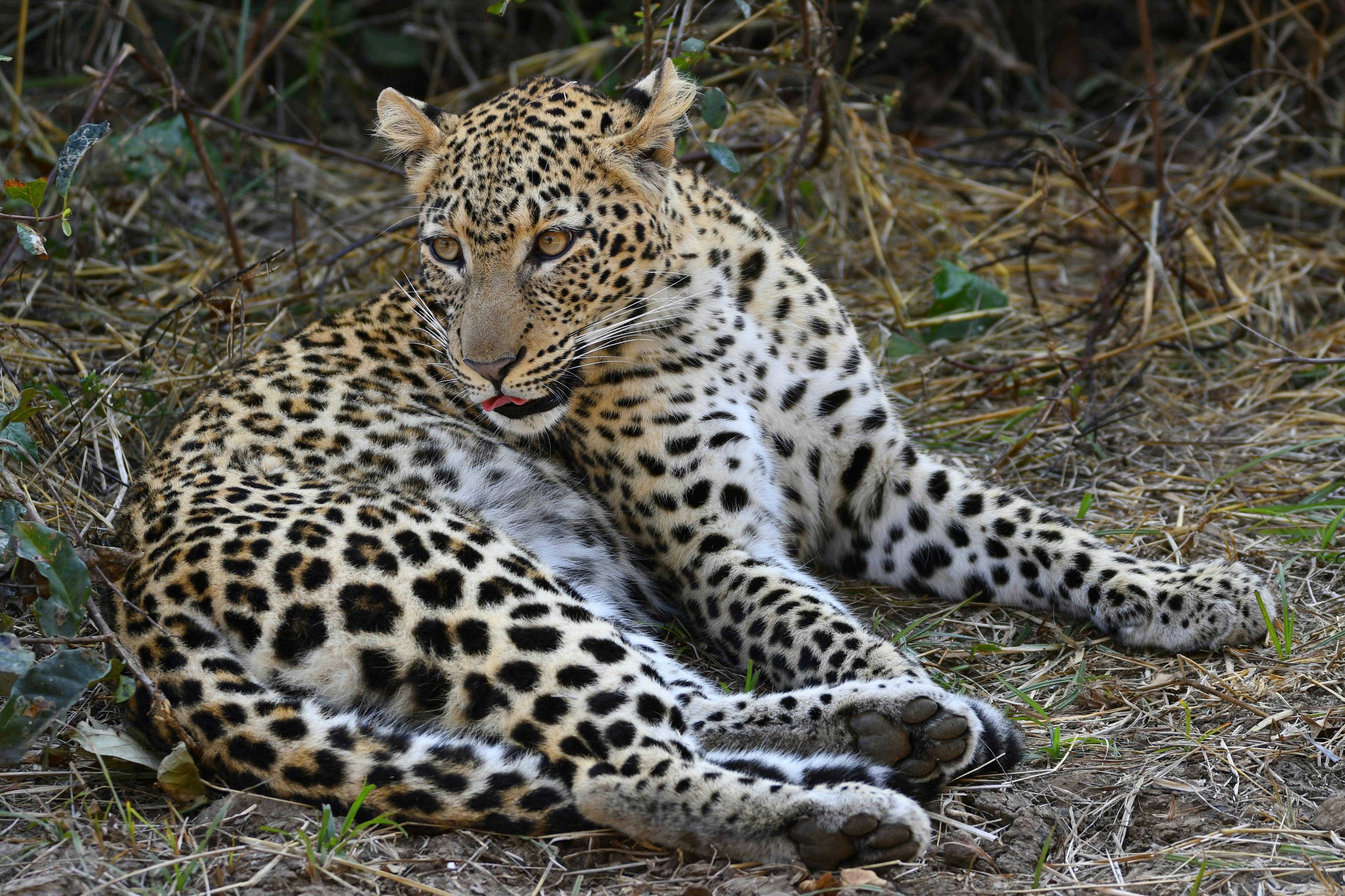 An elegant young female leopard. | A leopard rests on the ground