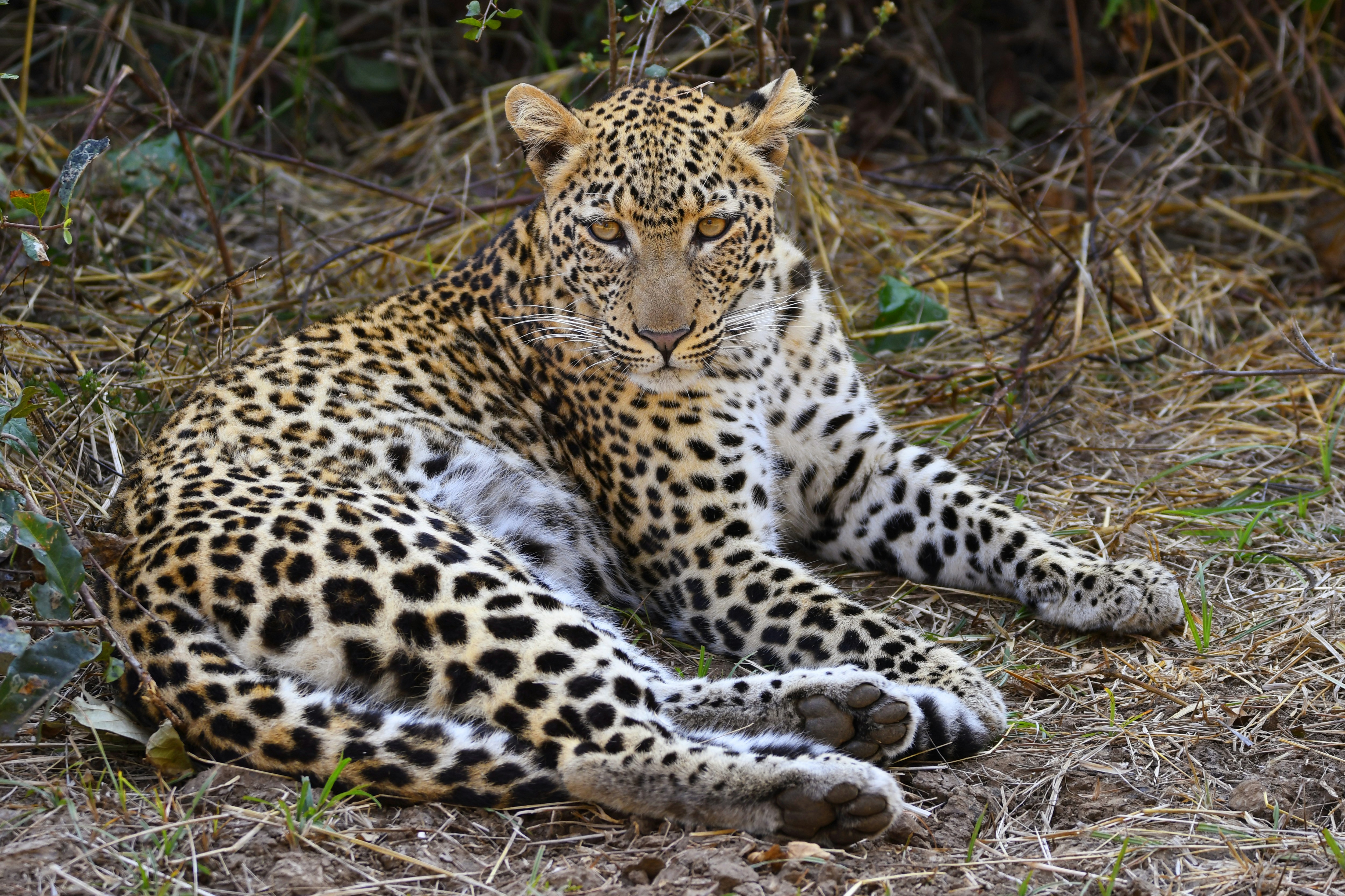 A young leopard rests in a tangled thicket. | A leopard rests on dry ground surrounded by brush.